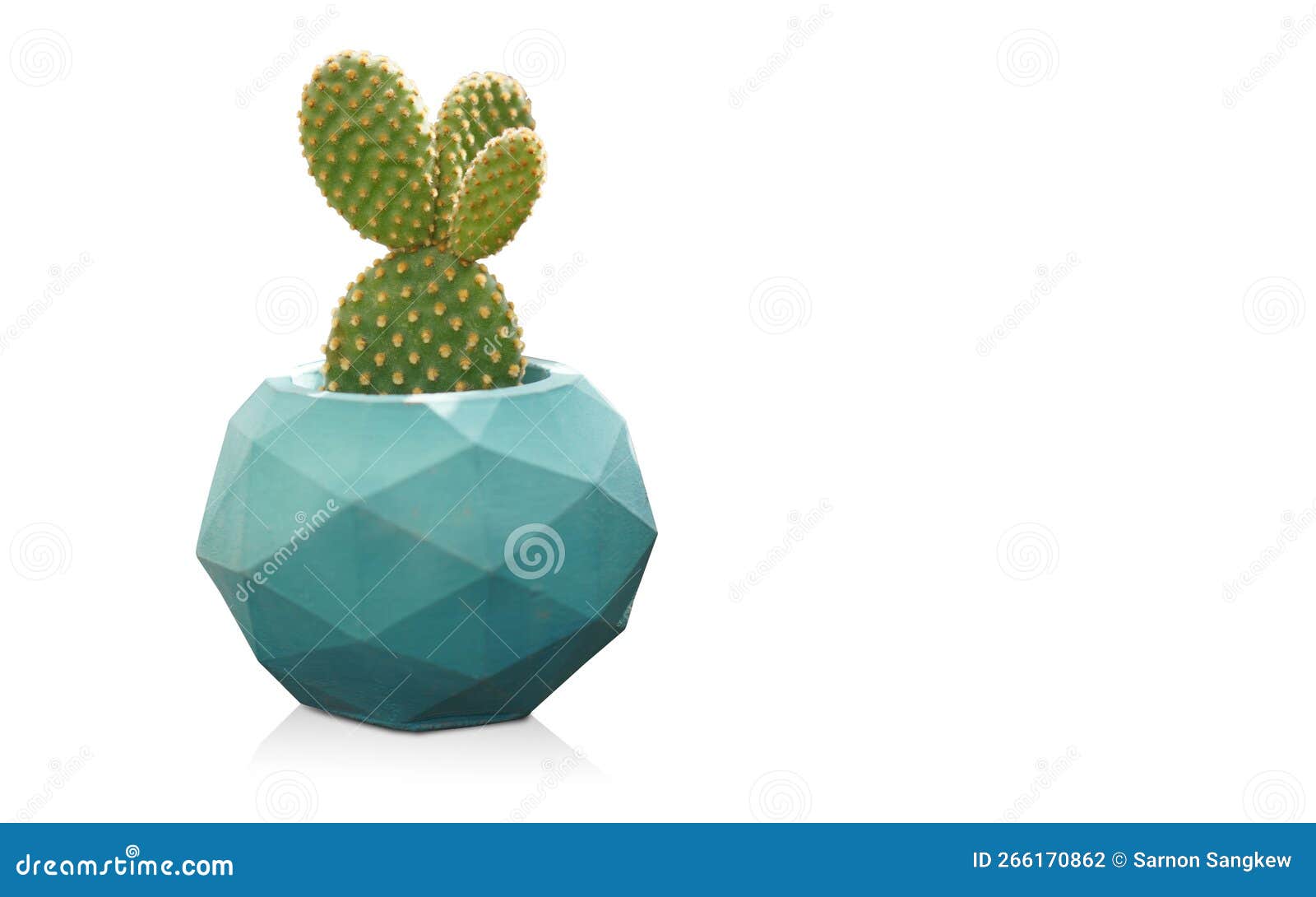 Front View Green Cactus in Blue Ceramic Vase on White Background ...