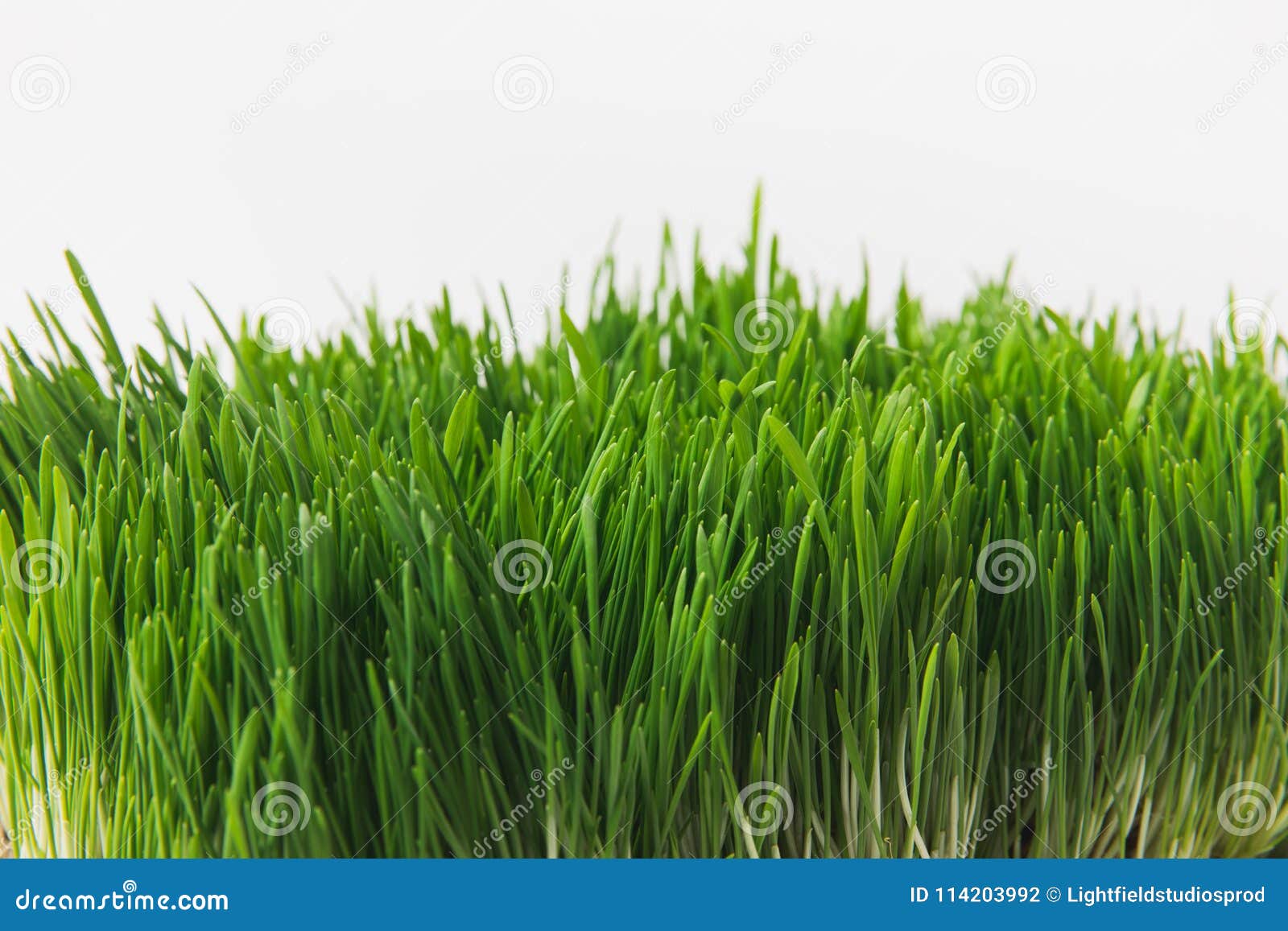 Front View of Green Grass Stems Stock Photo - Image of grass, freshness ...
