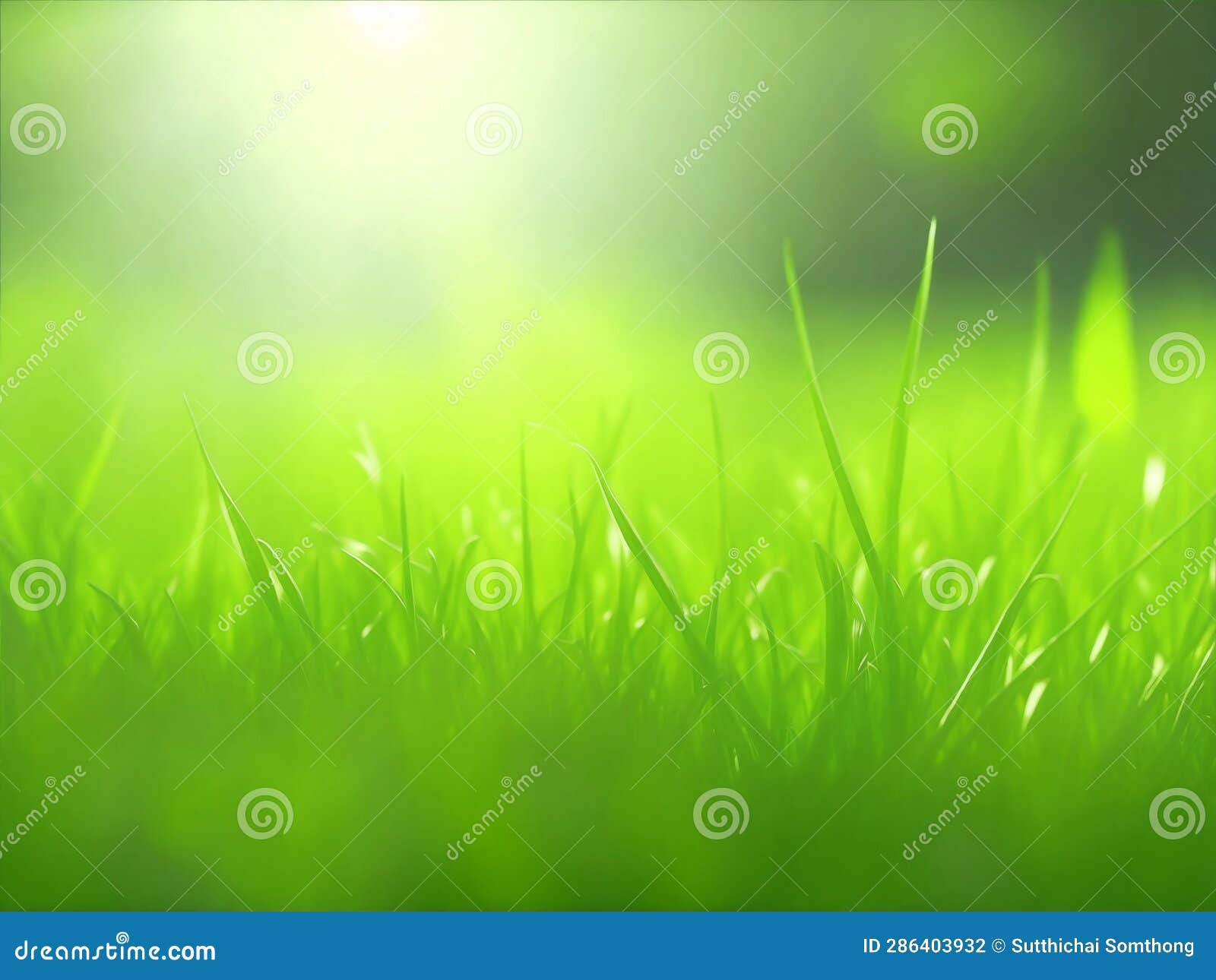 Front View of Green Grass. Sunlight, Background and Bokeh. Green and ...