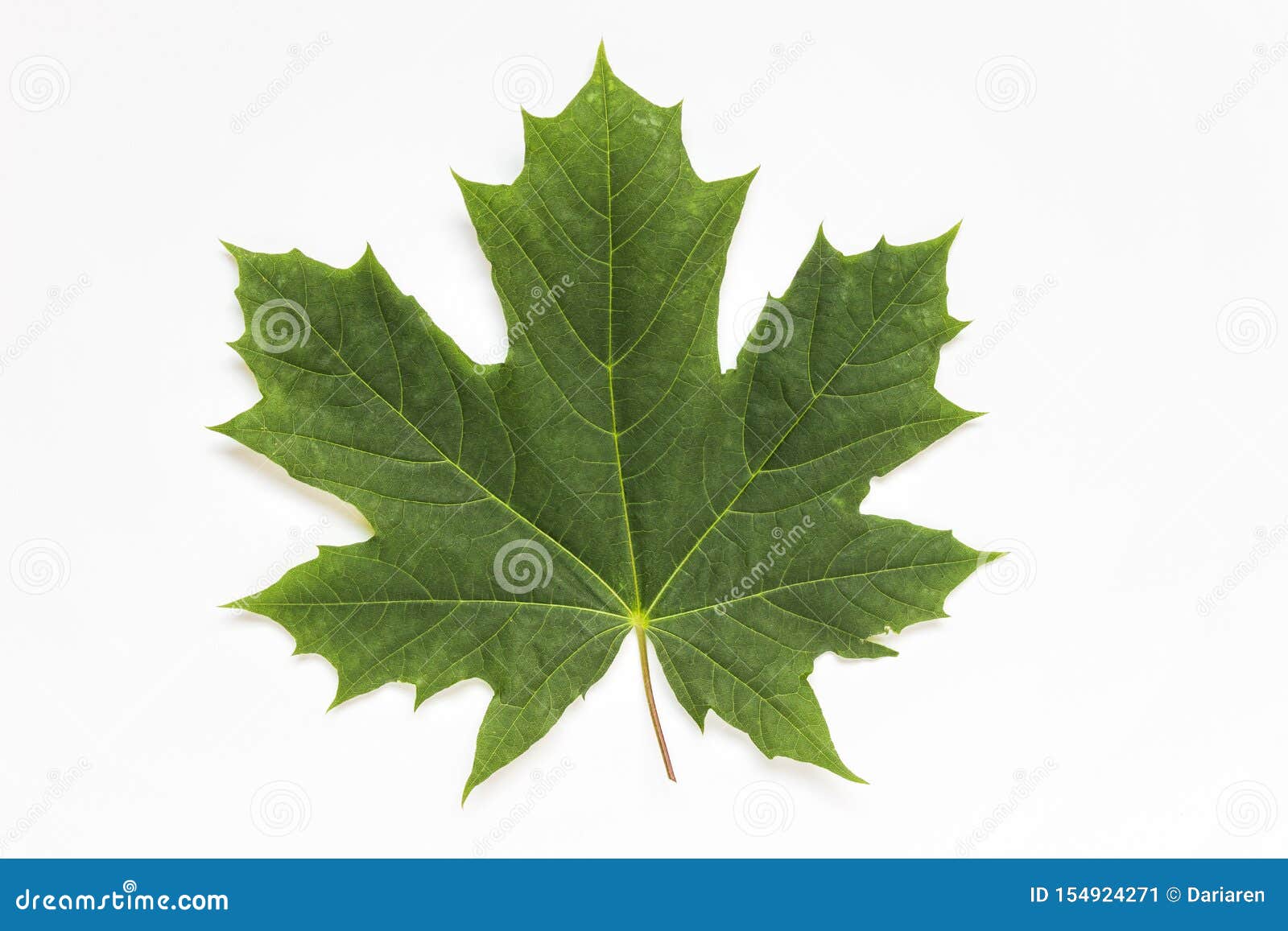 Front View of Green Maple Leaf with Veins Stock Image - Image of aging ...