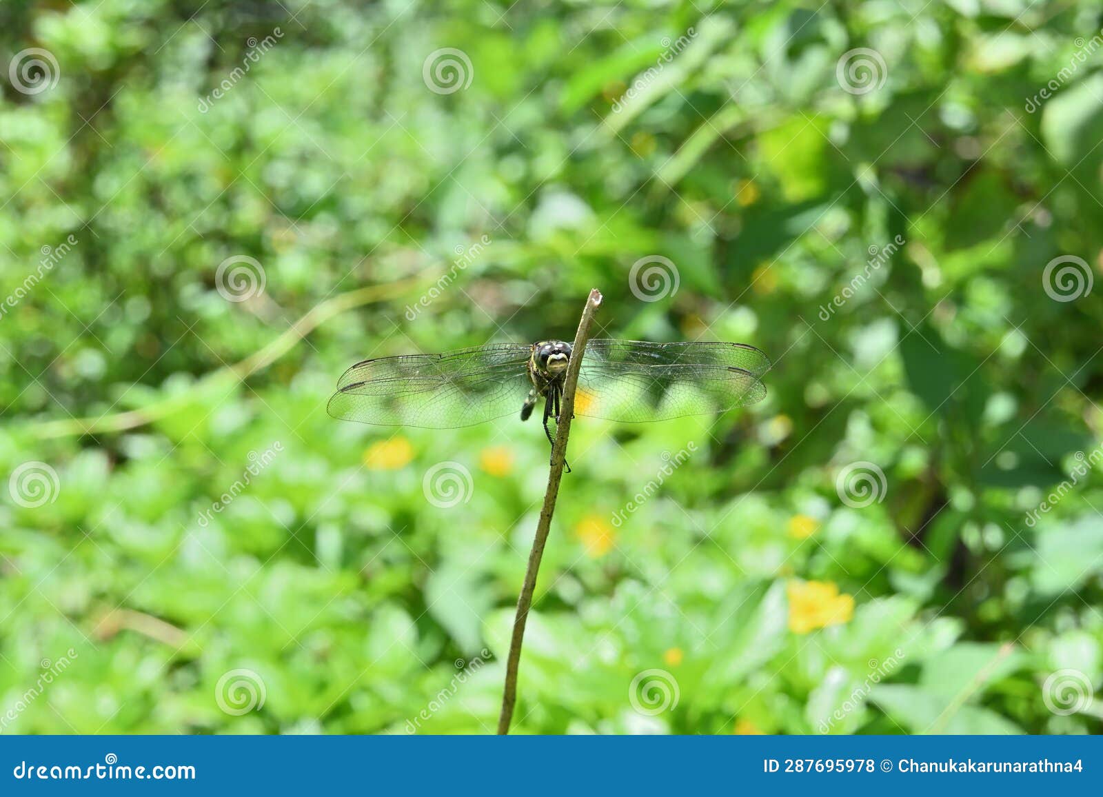 Front View of a Green Marsh Hawk Dragonfly Perched on an Elevated Stem ...