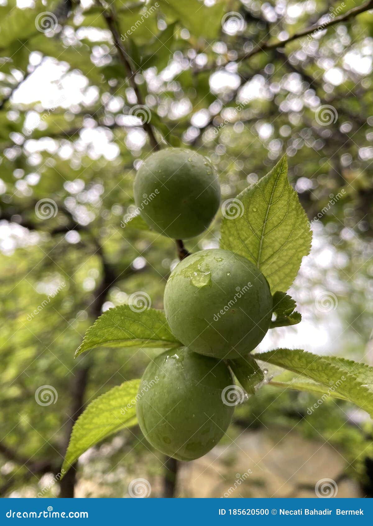 Front View Green Plum Background Stock Photo - Image of ripe, healthy ...