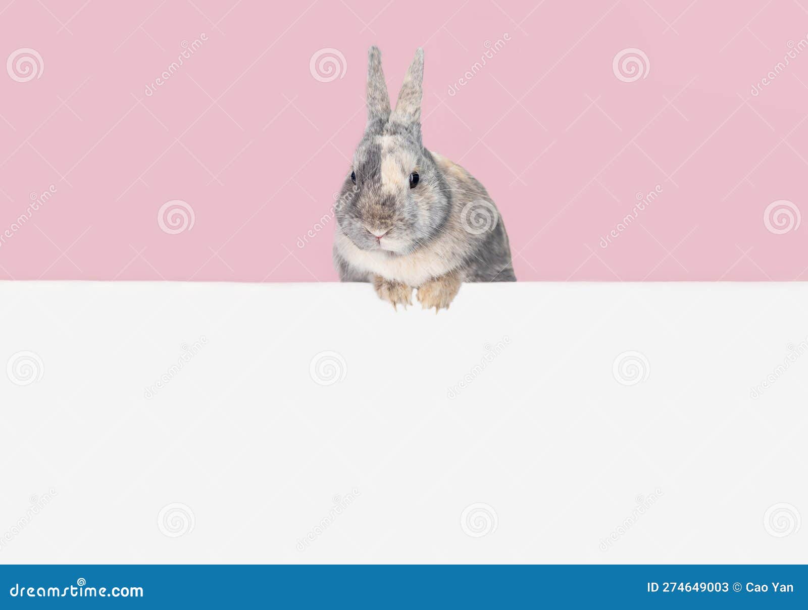 Front View of a Grey Cute Rabbit Standing on a Pink Background. Great ...