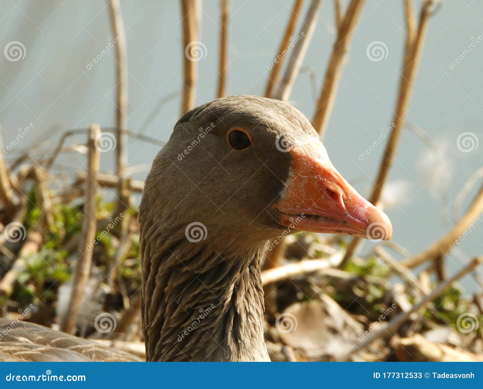 Front View of a Greylag Goose Head Stock Image - Image of goose, tree ...