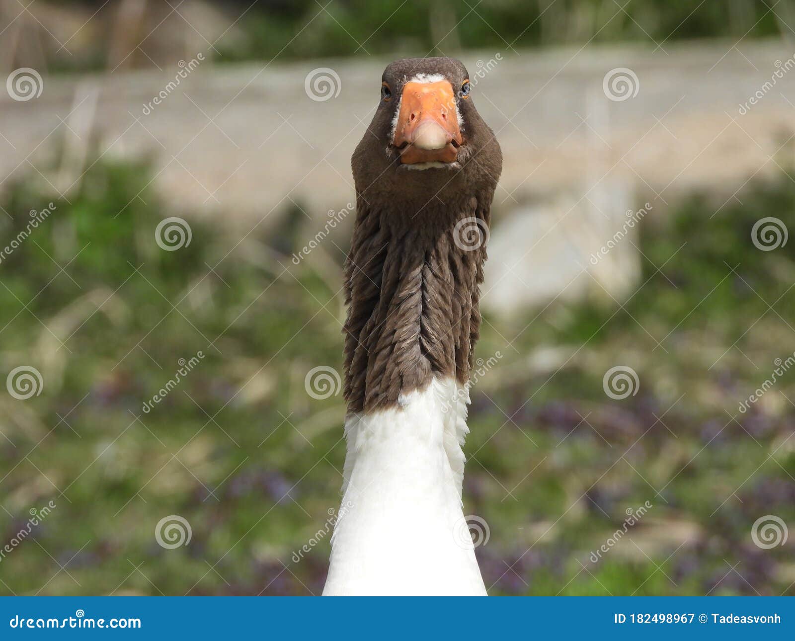 Front View of the Greylag Goose Head Stock Image - Image of bokeh ...