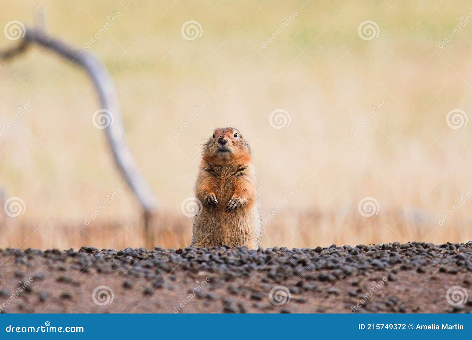 Front View of a Artice Ground Squirrel Standing Up Stock Photo - Image ...