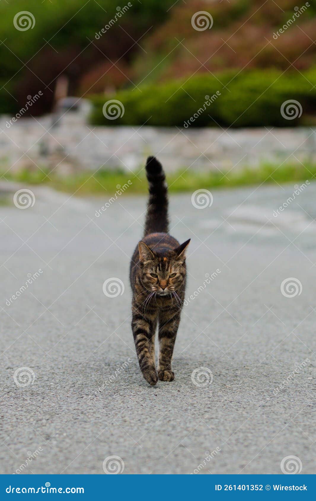Front View of a Grumpy Tabby Cat Walking on the Road, Vertical Shot ...