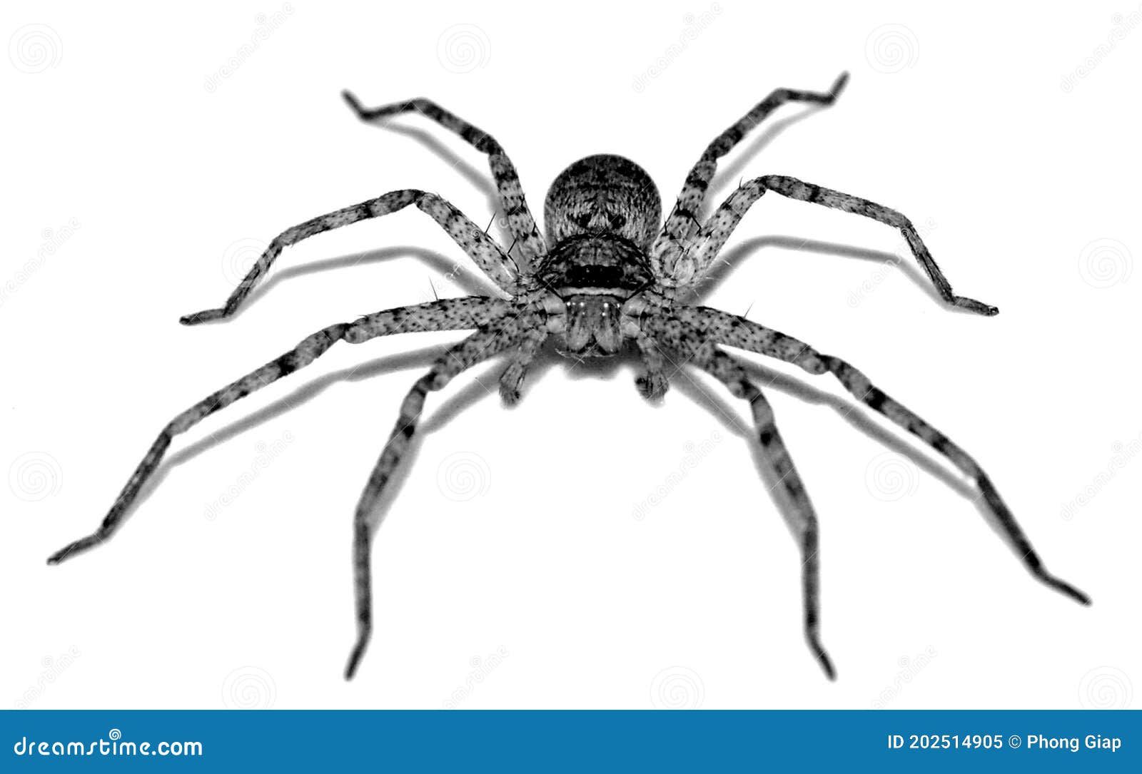 A front view of spider. stock image. Image of arachnoid - 202514905
