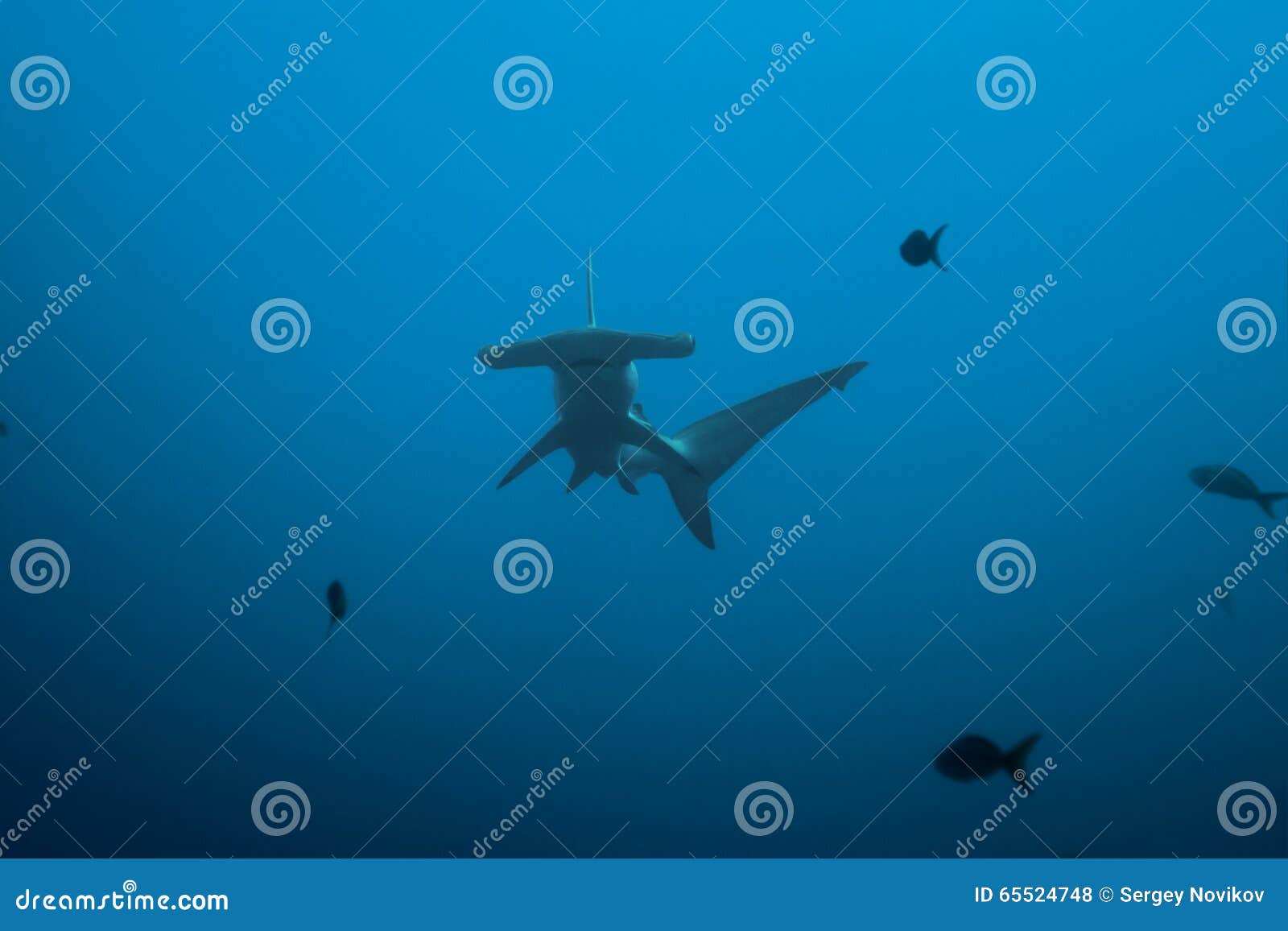 Front View of Hammerhead Shark in Stock Photo - Image of jaws, diving ...