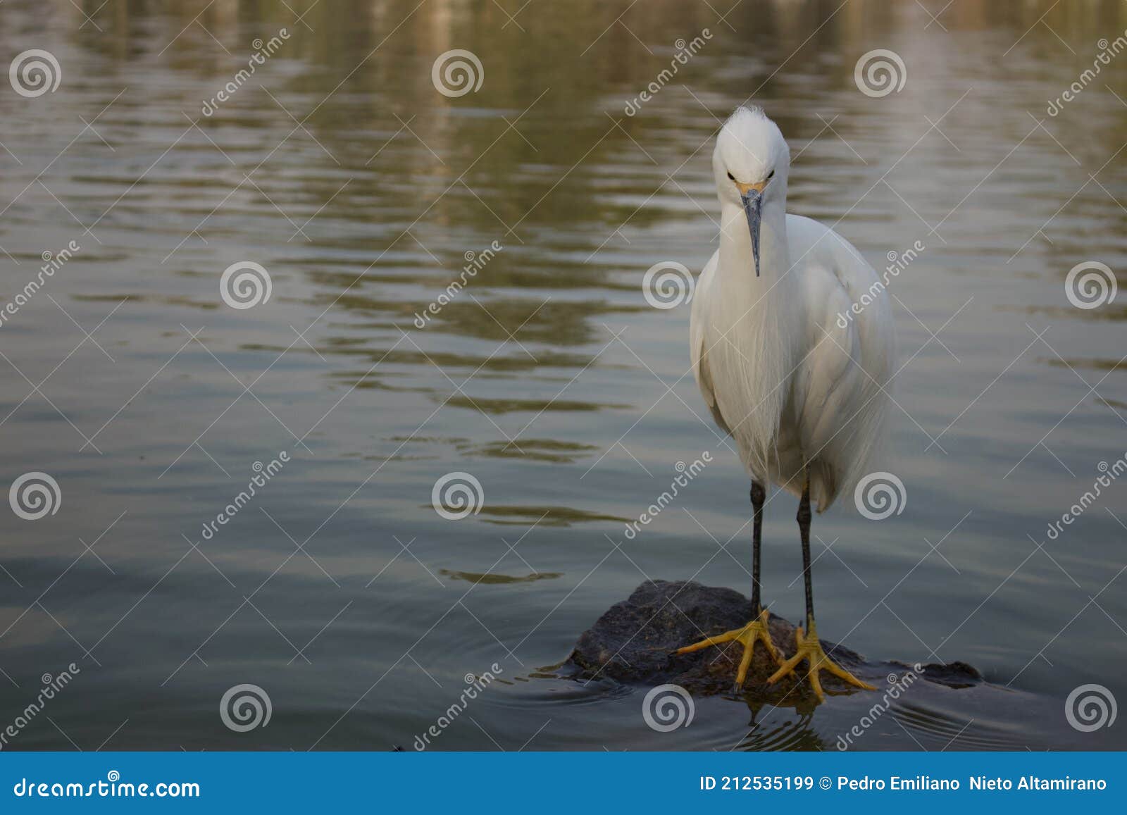Front view of a heron. stock image. Image of morning - 212535199