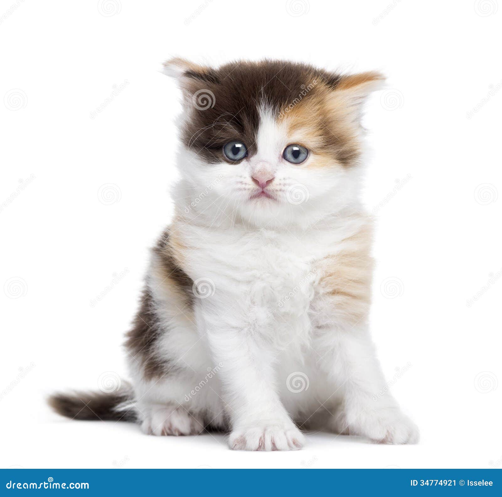 Front View of a Highland Straight Kitten Sitting, Isolated Stock Image ...