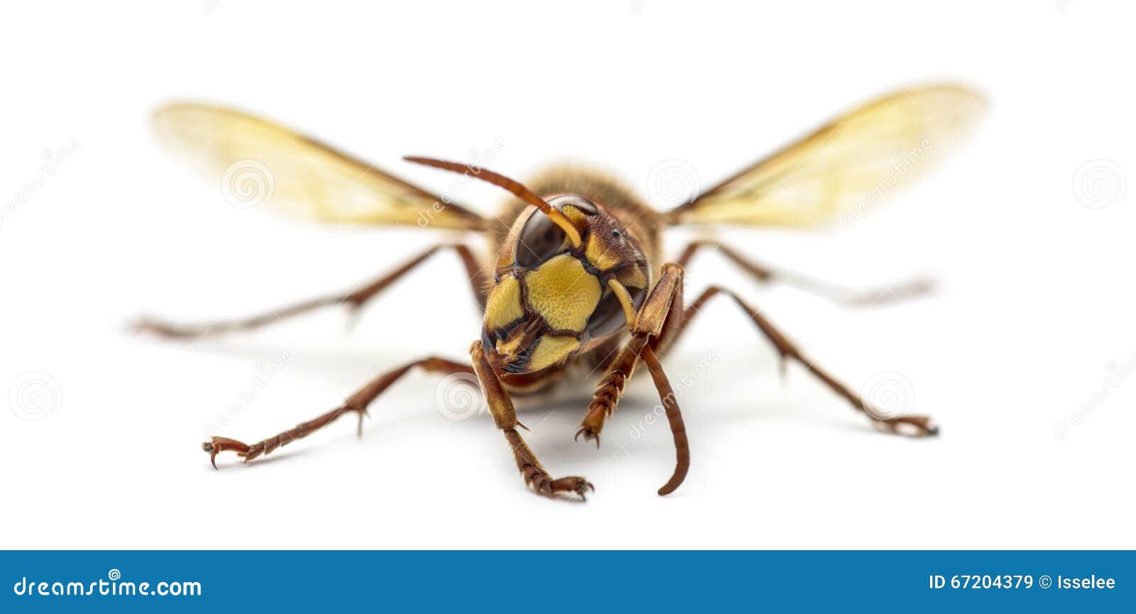 Front view of an Hornet stock image. Image of hornet - 67204379