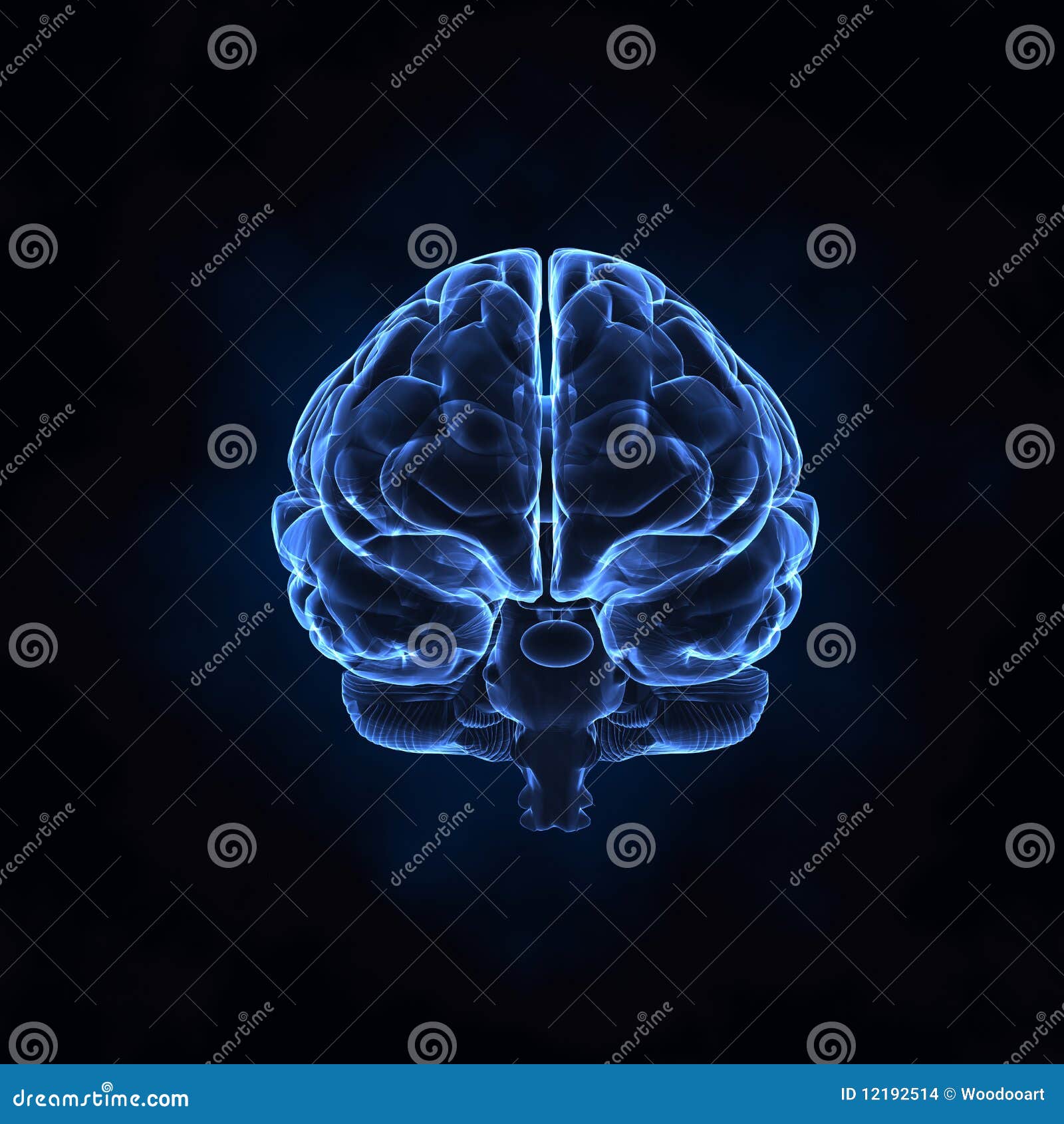 Front View Of Human Brain Royalty-Free Stock Image | CartoonDealer.com ...