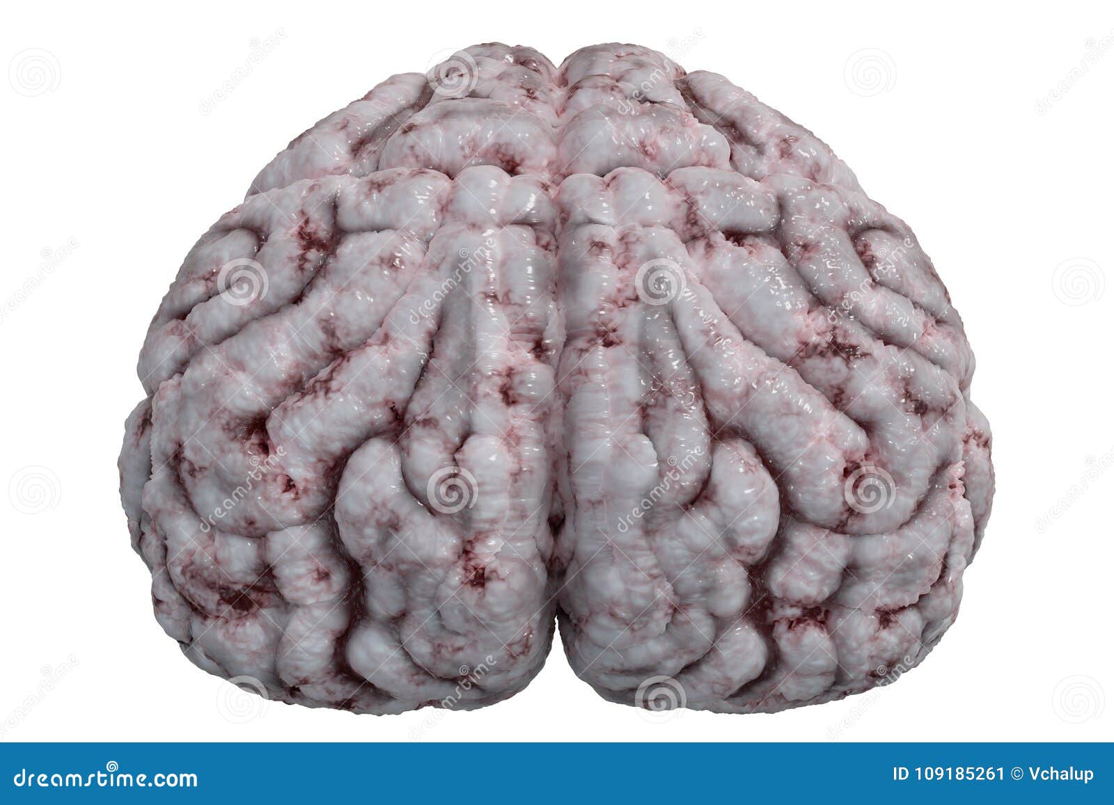 Front View on Human Brain Isolated on White Background. 3D Rendered ...