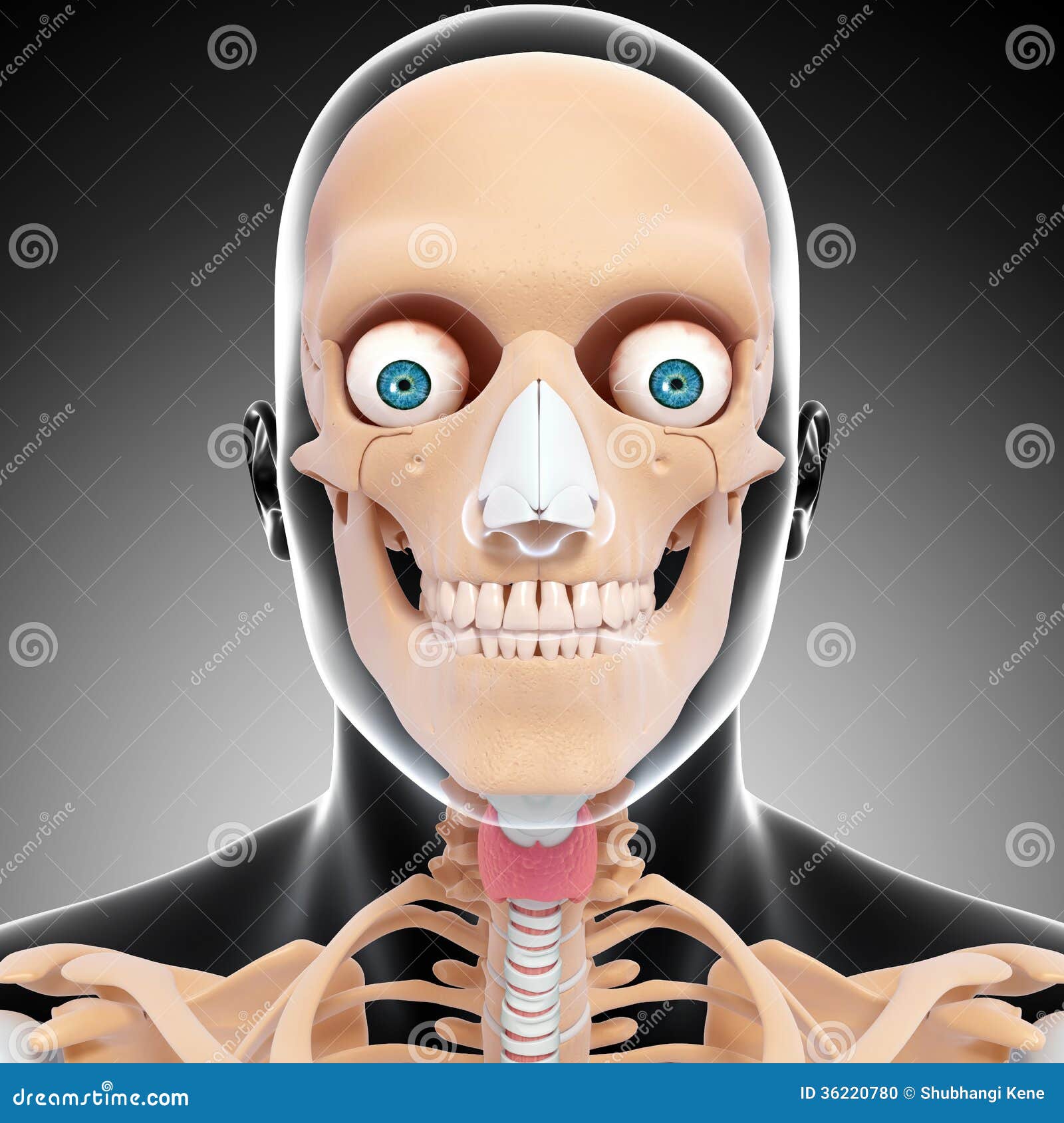 Front View of Human Head Skeleton Stock Illustration - Illustration of ...