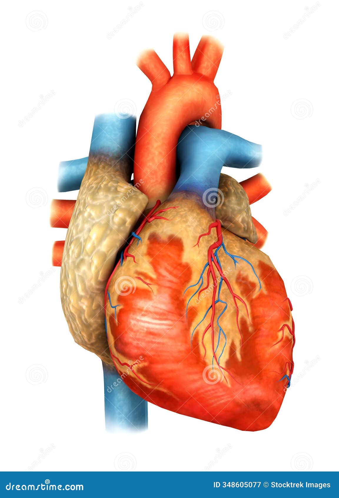 Front view of human heart. stock illustration. Illustration of ...