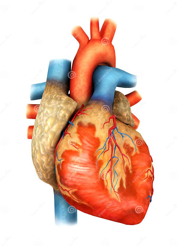 Front view of human heart. stock illustration. Illustration of ...
