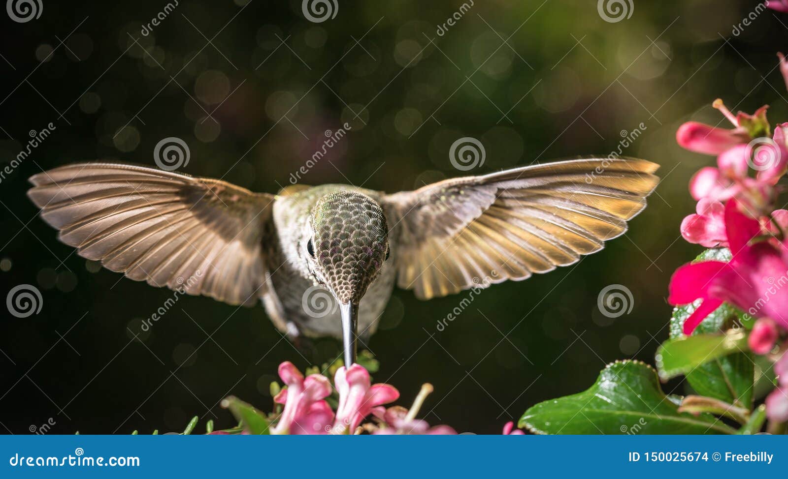 Front view stock photo. Image of closeup, hummingbird - 150025674