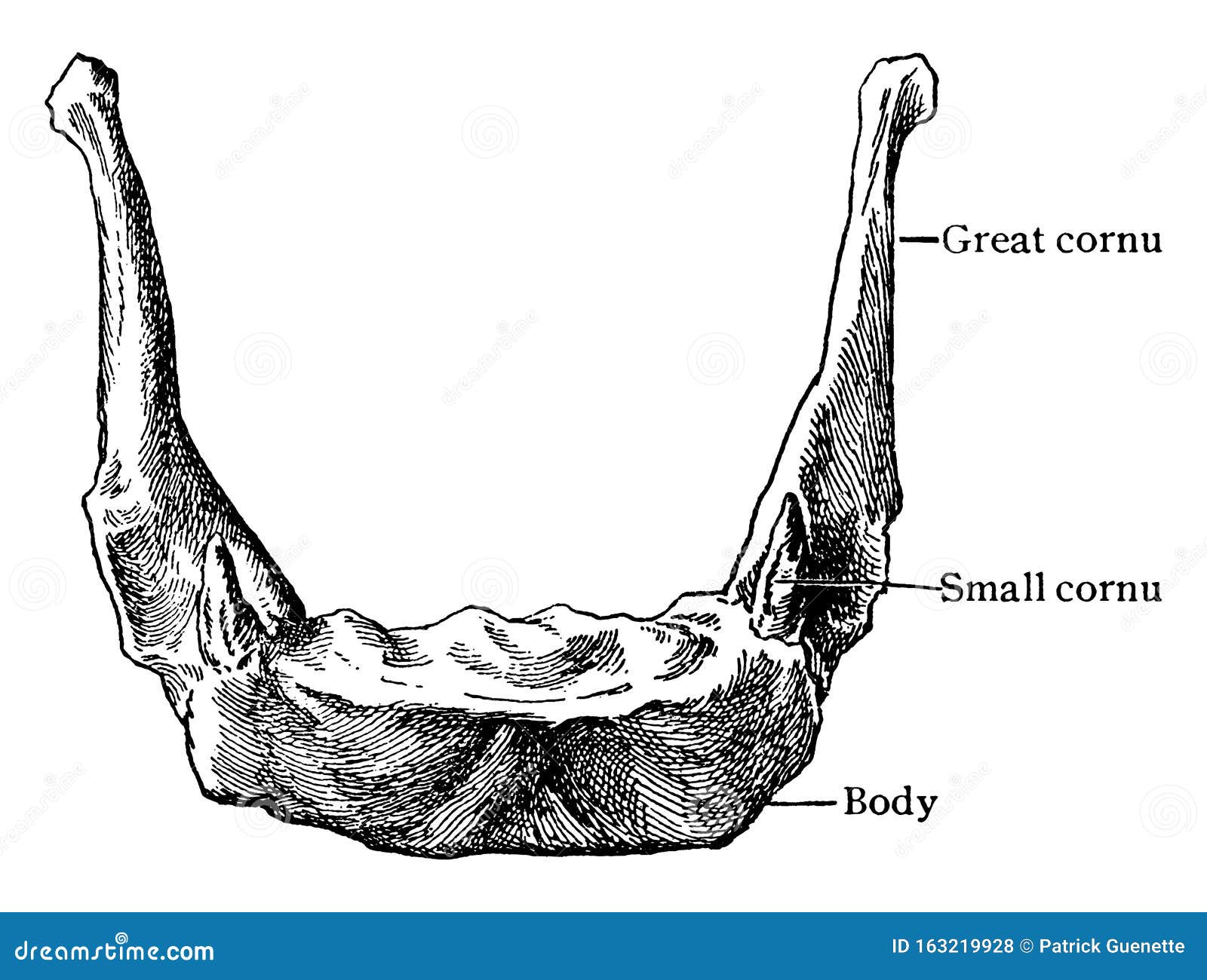 Front View of Hyoid Bone, Vintage Illustration Stock Vector ...