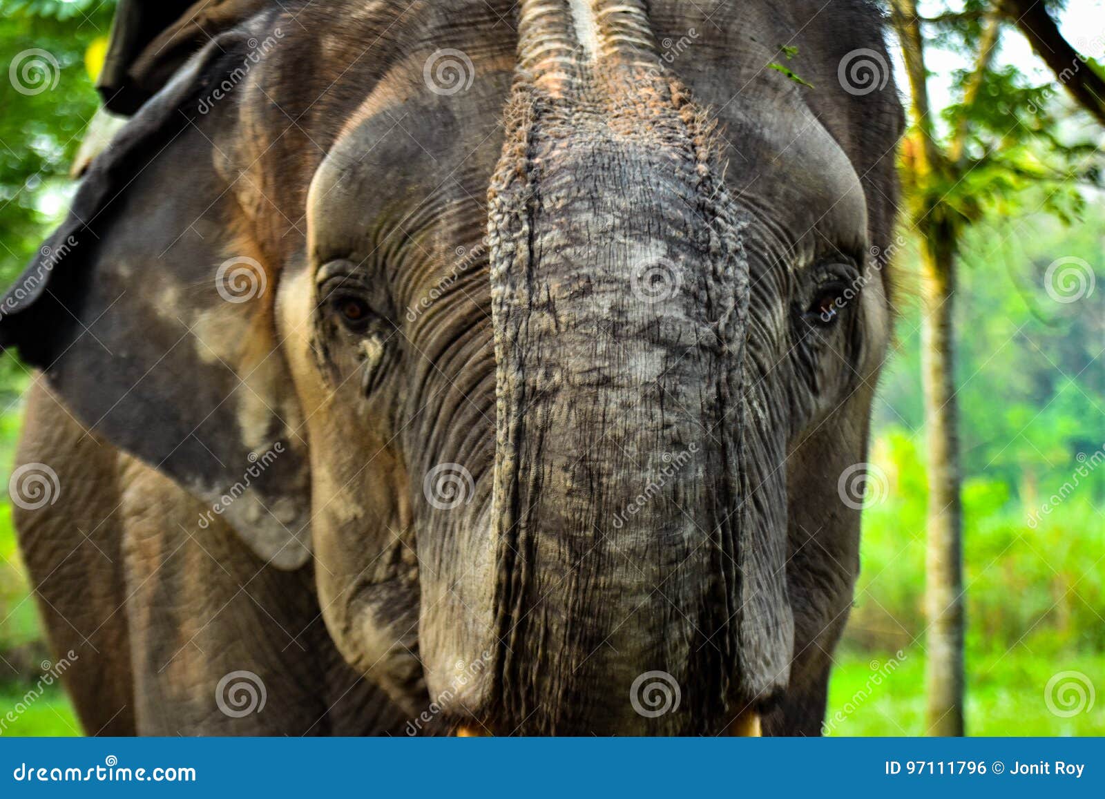 Indian Elephant Front View