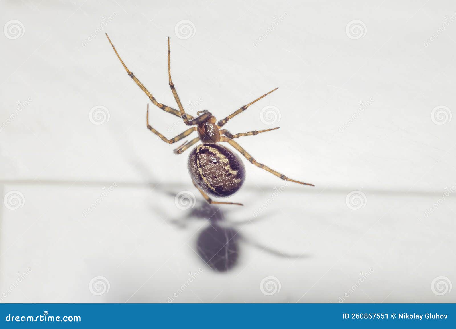 Spider with Large Fat Body and Shadow from it. Stock Image - Image of ...