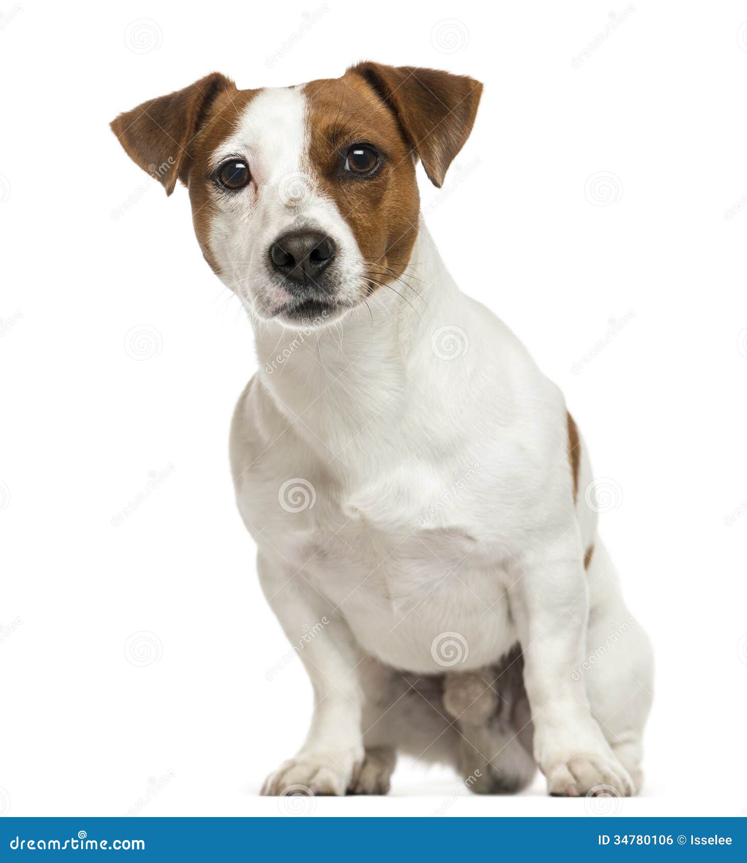 Front View of a Jack Russell Terrier, Sitting, Isolated Stock Photo ...