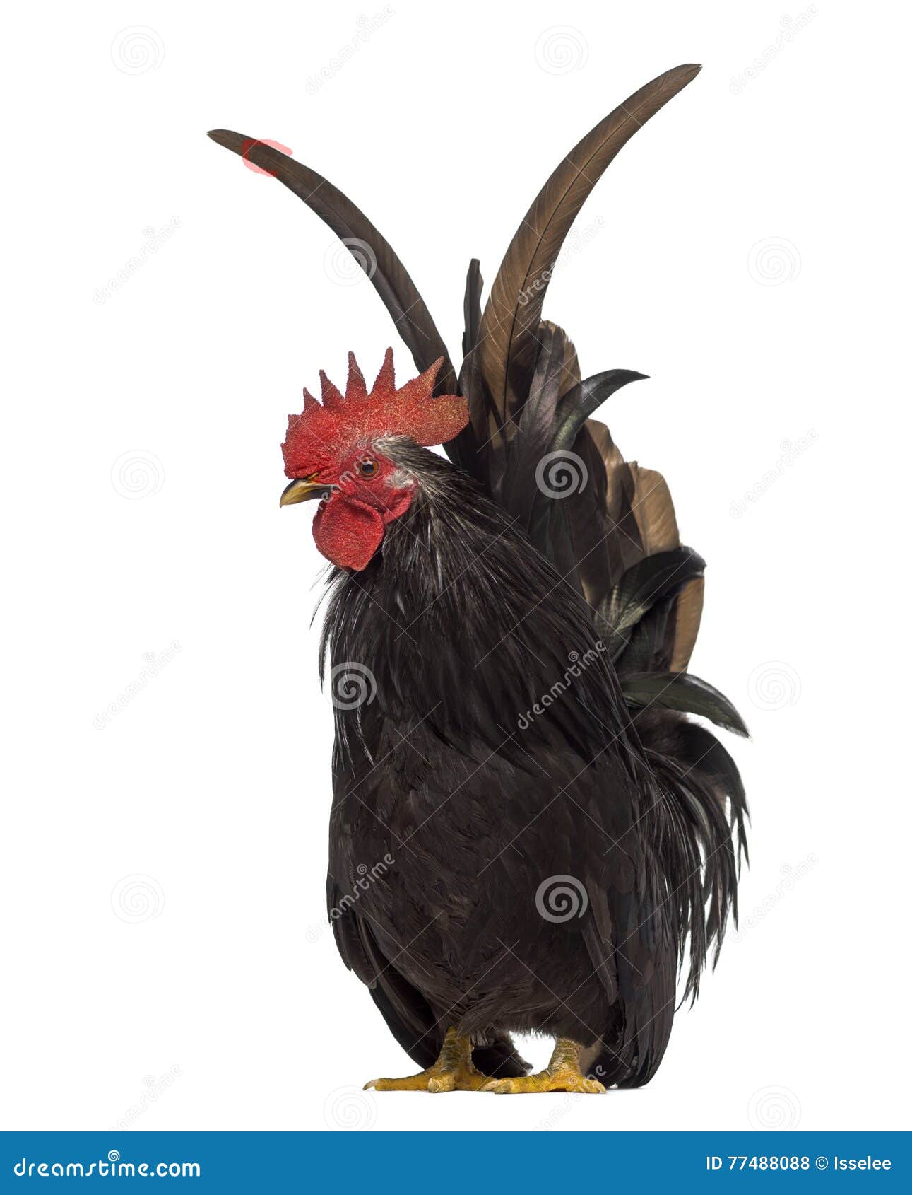 Front View of a Japanese Bantam, Chabo Isoleted on White Stock Photo ...