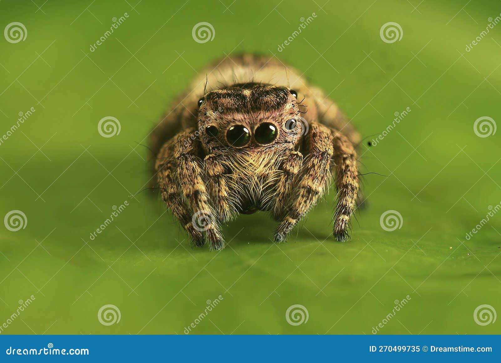 Front View Jumping Spider Center Stock Image - Image of leaf, view ...