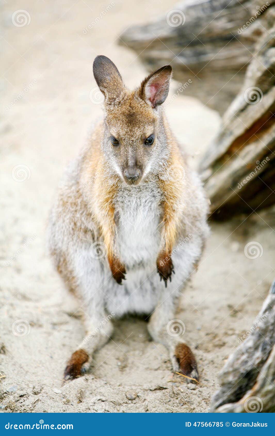 Front View of Kangaroo Sitting on Ground Stock Image - Image of mammal ...