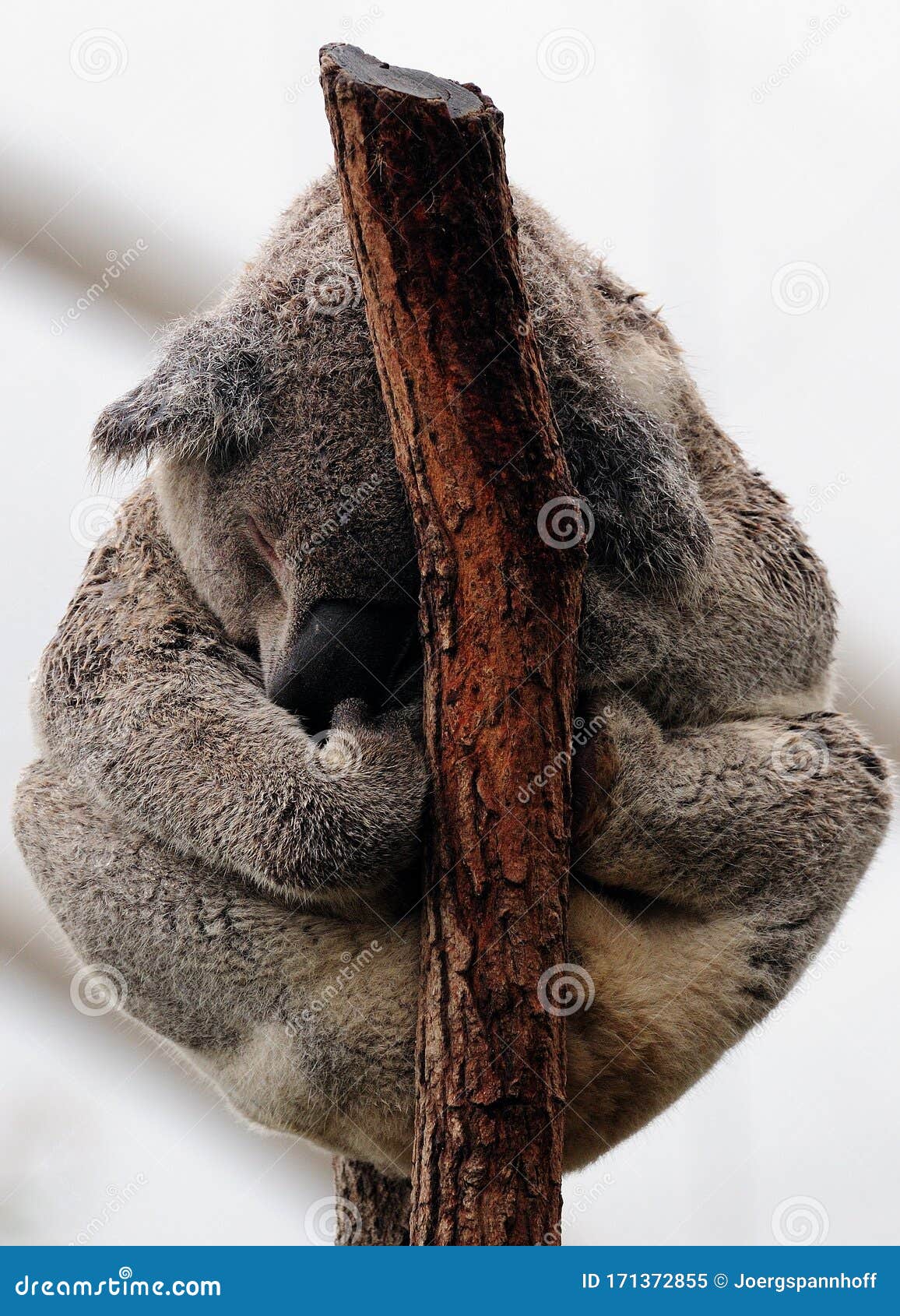 Front View of a Koala Bear Sleeping in a Tree NSW Australia Stock Image ...