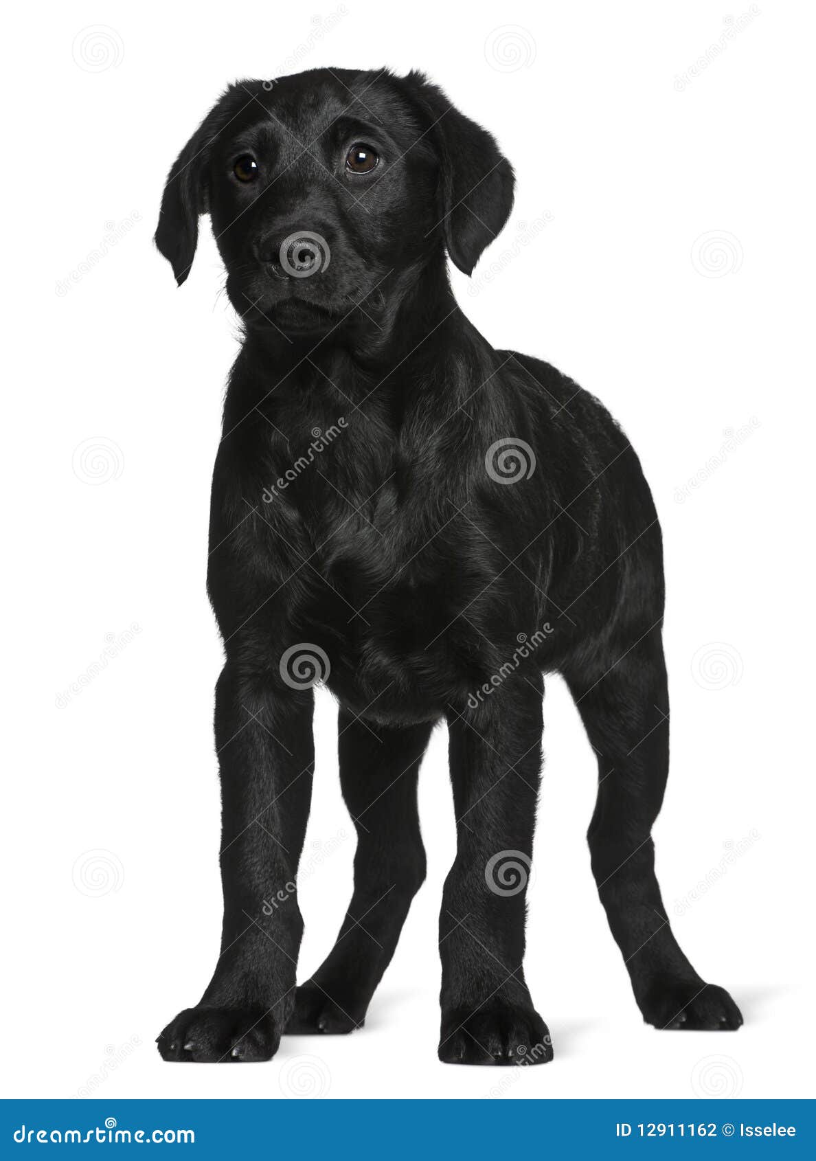 Front View of Labrador Puppy, Standing Stock Photo - Image of puppy ...