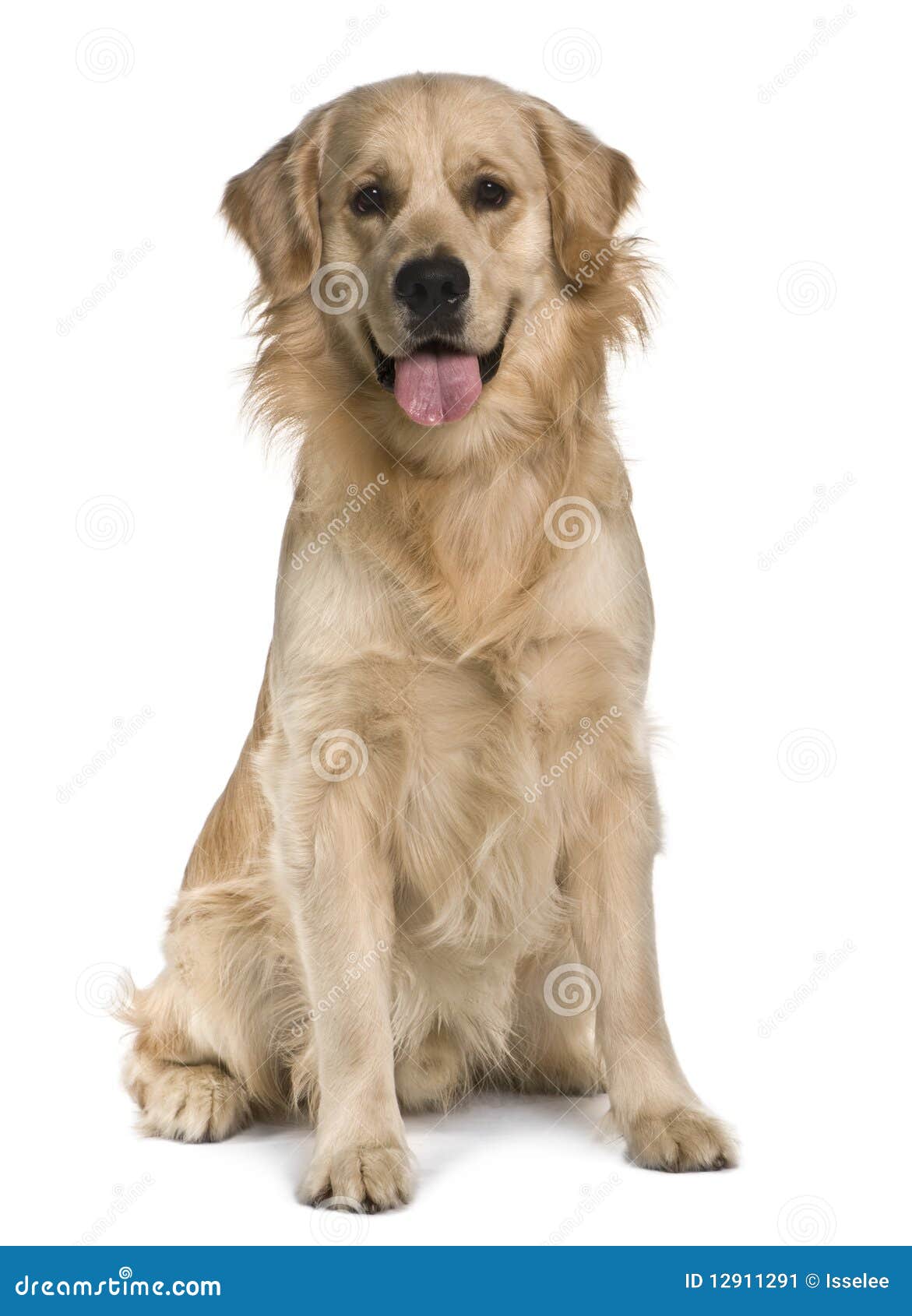 Front View of Labrador, Sitting and Panting Stock Image - Image of ...