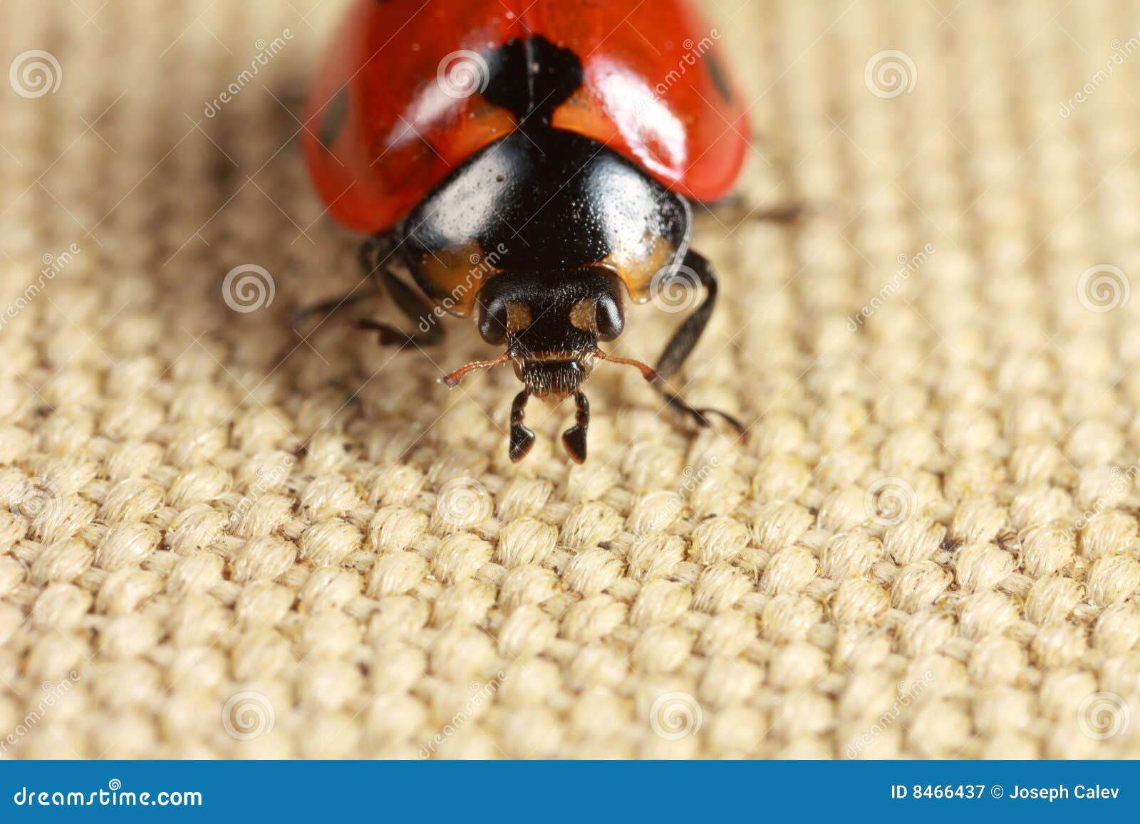 Front view of ladybug stock image. Image of insect, ladybug - 8466437