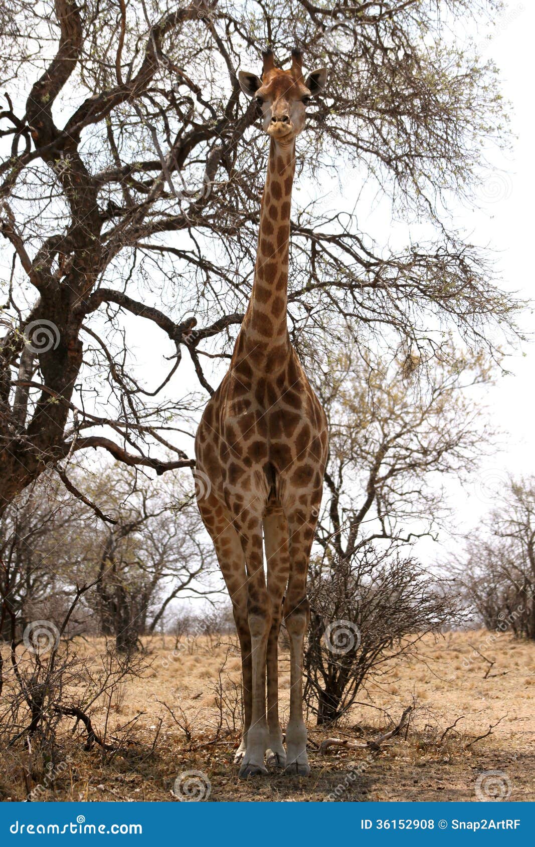 Front View of Large Strong Bodied Giraffe Standing Next To Trees Stock ...