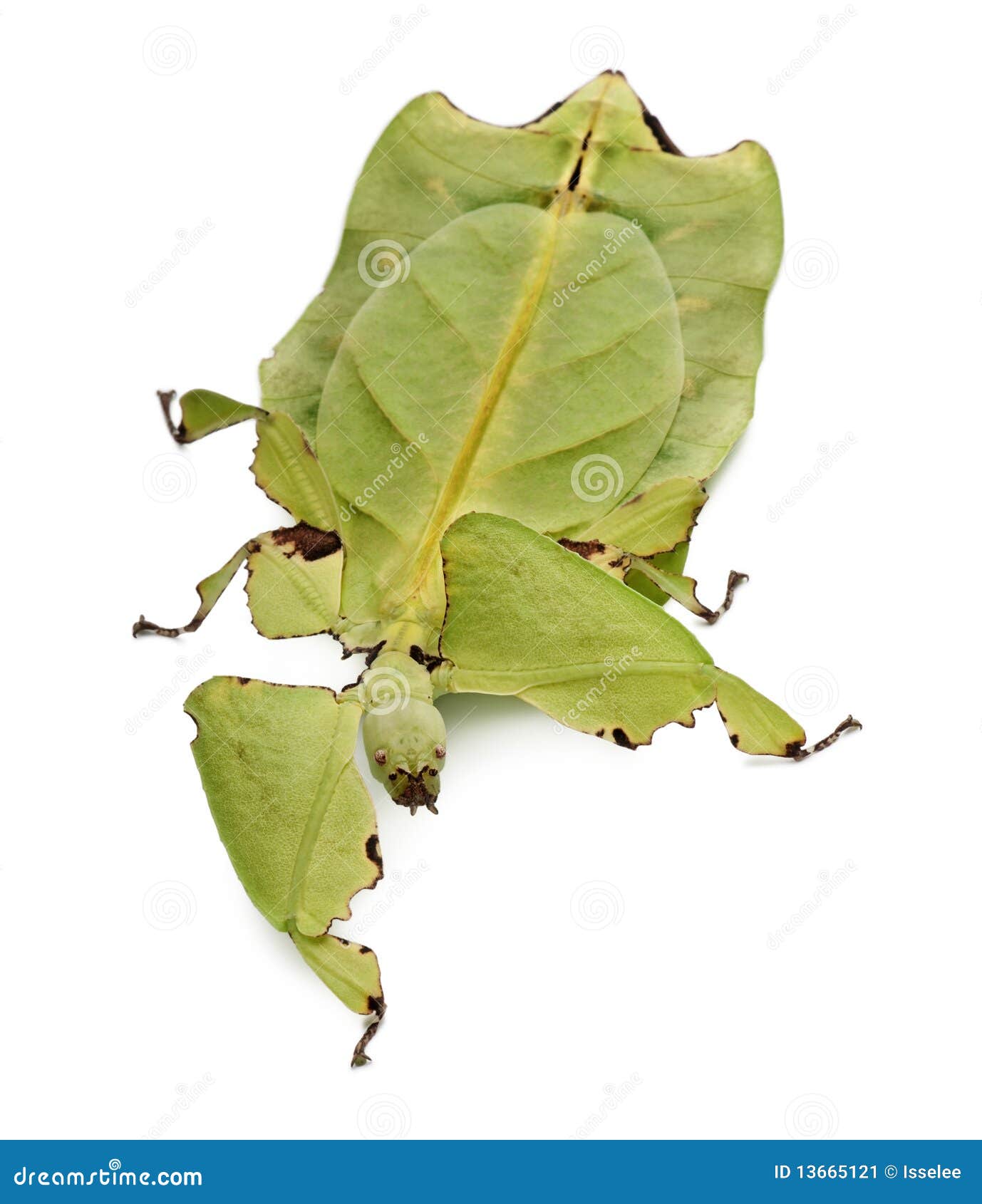 Front View of Leaf Insect, Walking Stock Image - Image of phylliidae ...