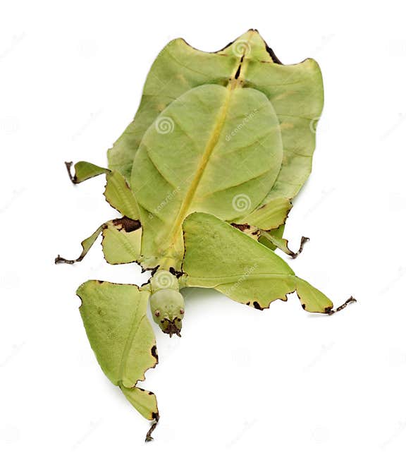 Front View of Leaf Insect, Walking Stock Image - Image of phylliidae ...