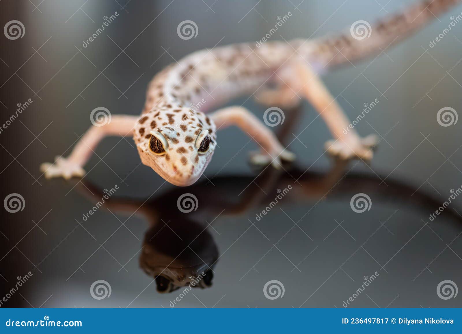 Front View of Leopard Gecko Stock Image - Image of tiny, lizard: 236497817