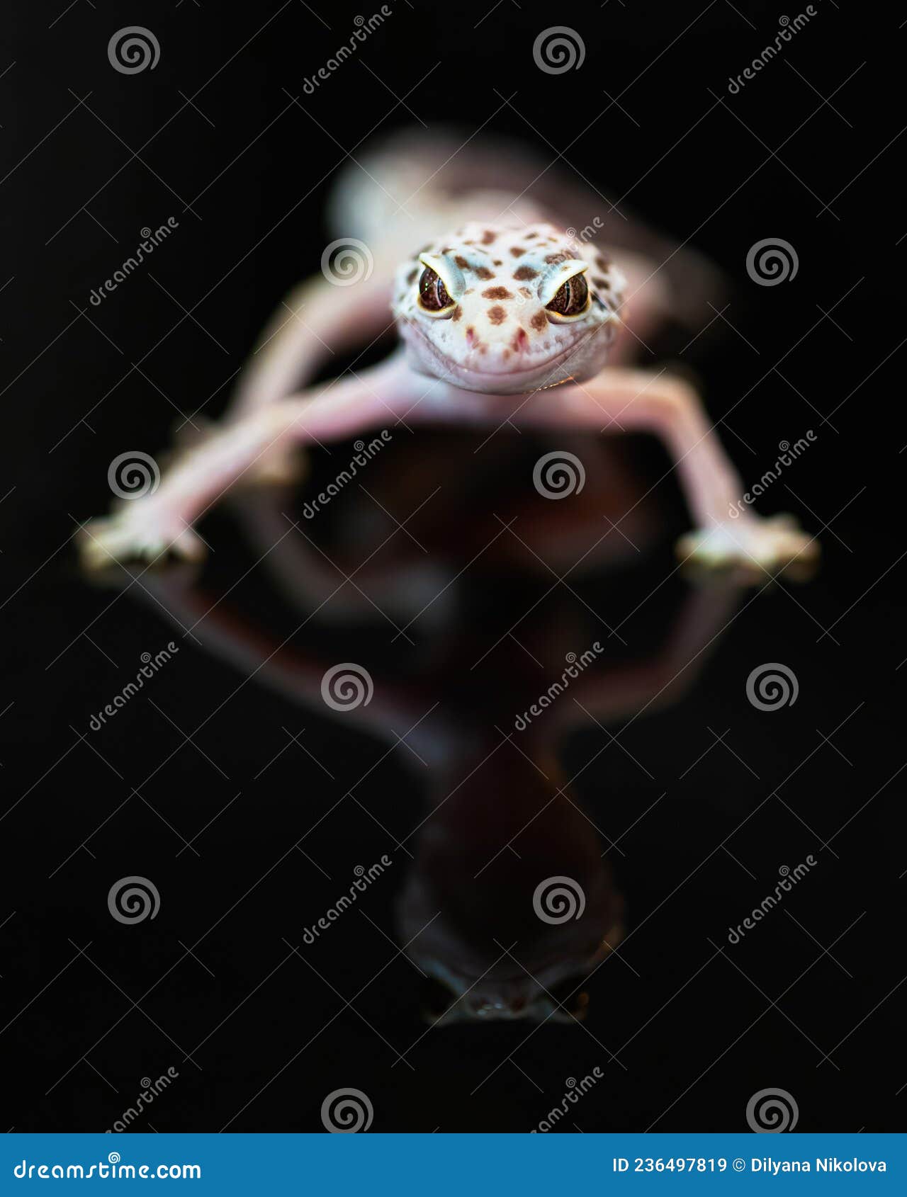 Leopard Gecko Art Royalty-Free Stock Photo | CartoonDealer.com #232438089