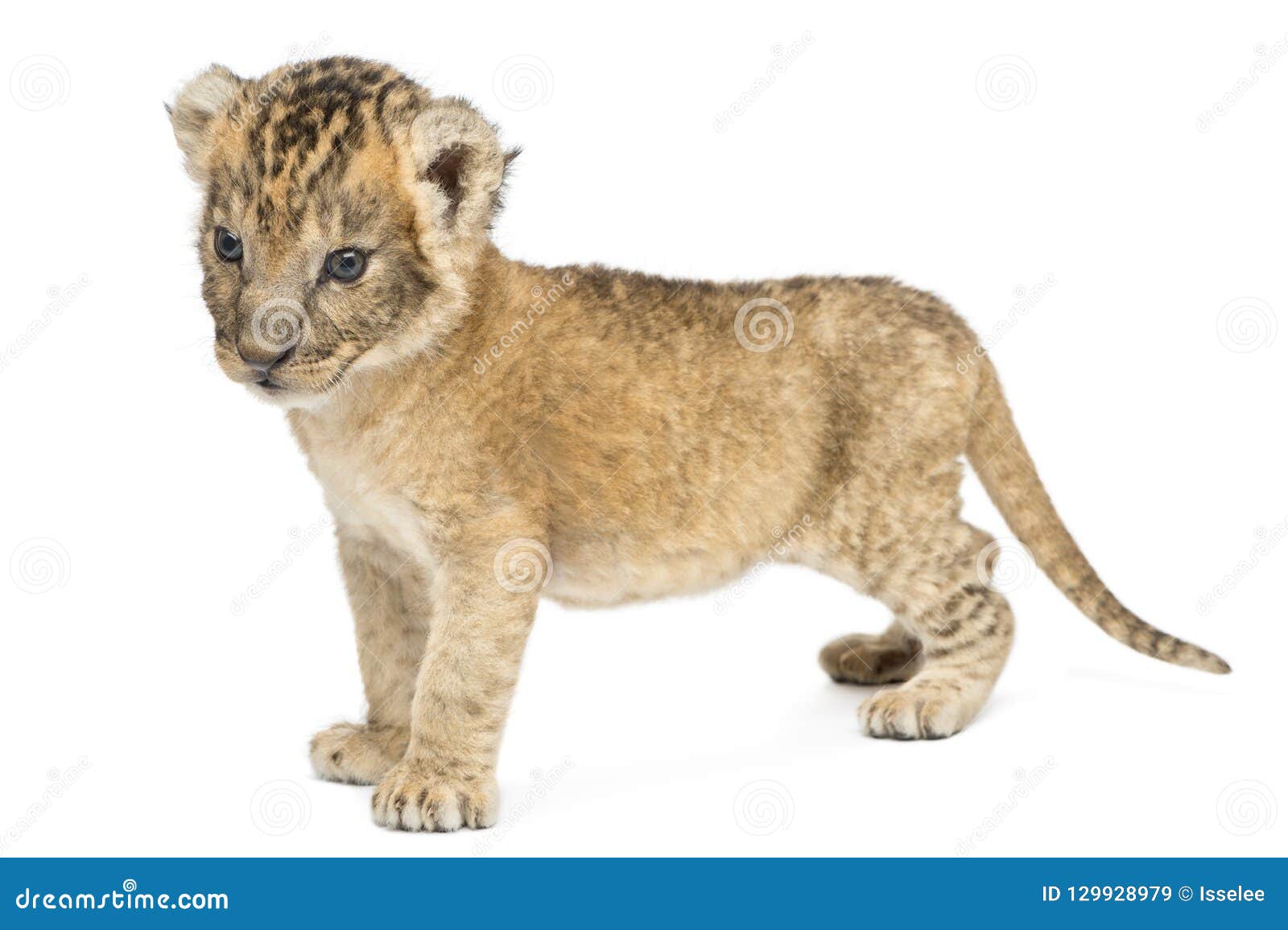 Front View of a Lion Cub Lying, Looking at the Camera Stock Image ...