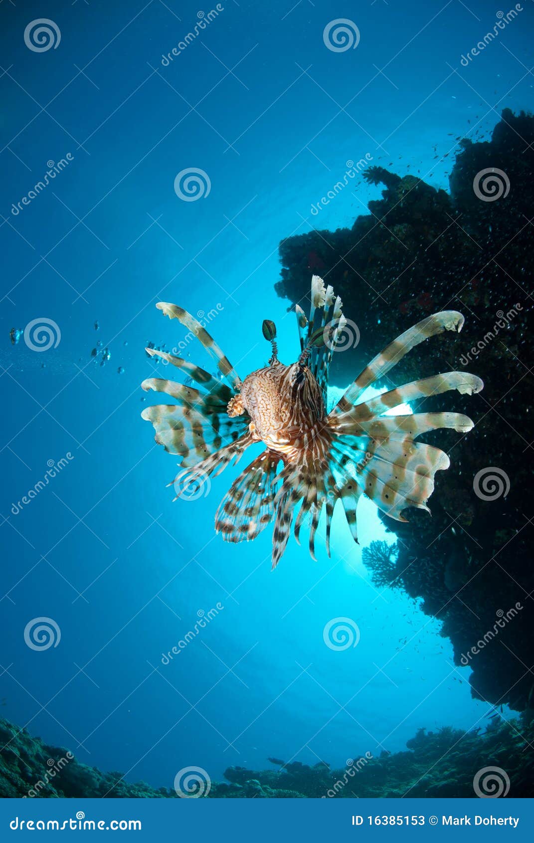 Front view of a Lion fish stock image. Image of organism - 16385153