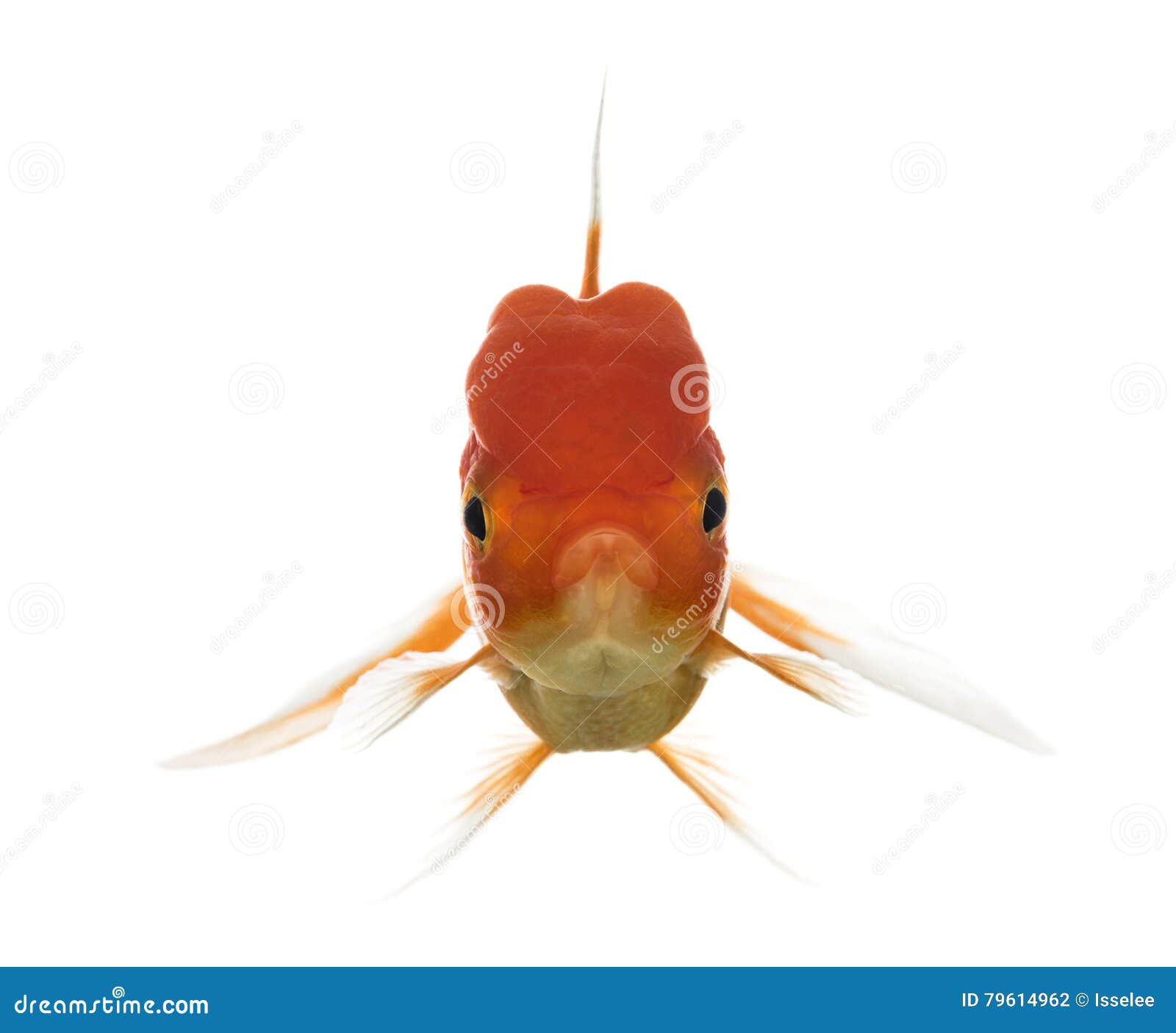Goldfish Front View Isolated On White Stock Photography | CartoonDealer ...