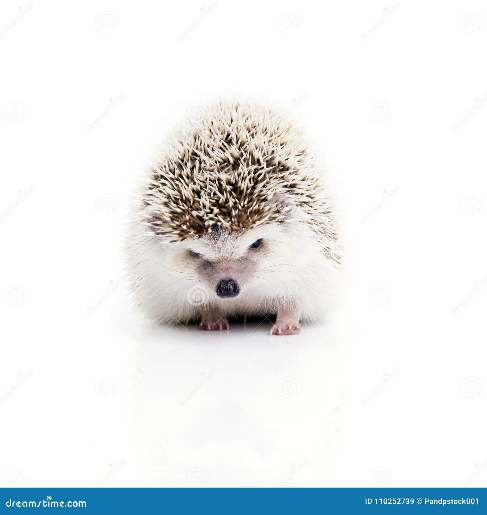 Front View of Little Hedgehog Looking Something. Stock Image - Image of ...