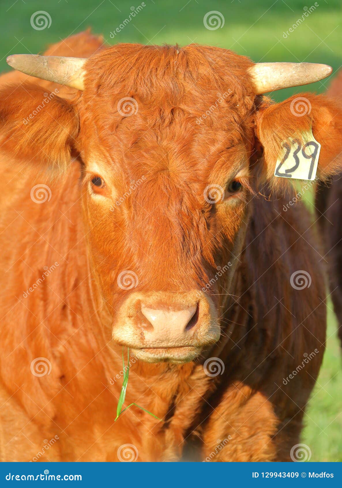 Front View Lleno De Angus Cow Rojo Imagen de archivo - Imagen de carne ...