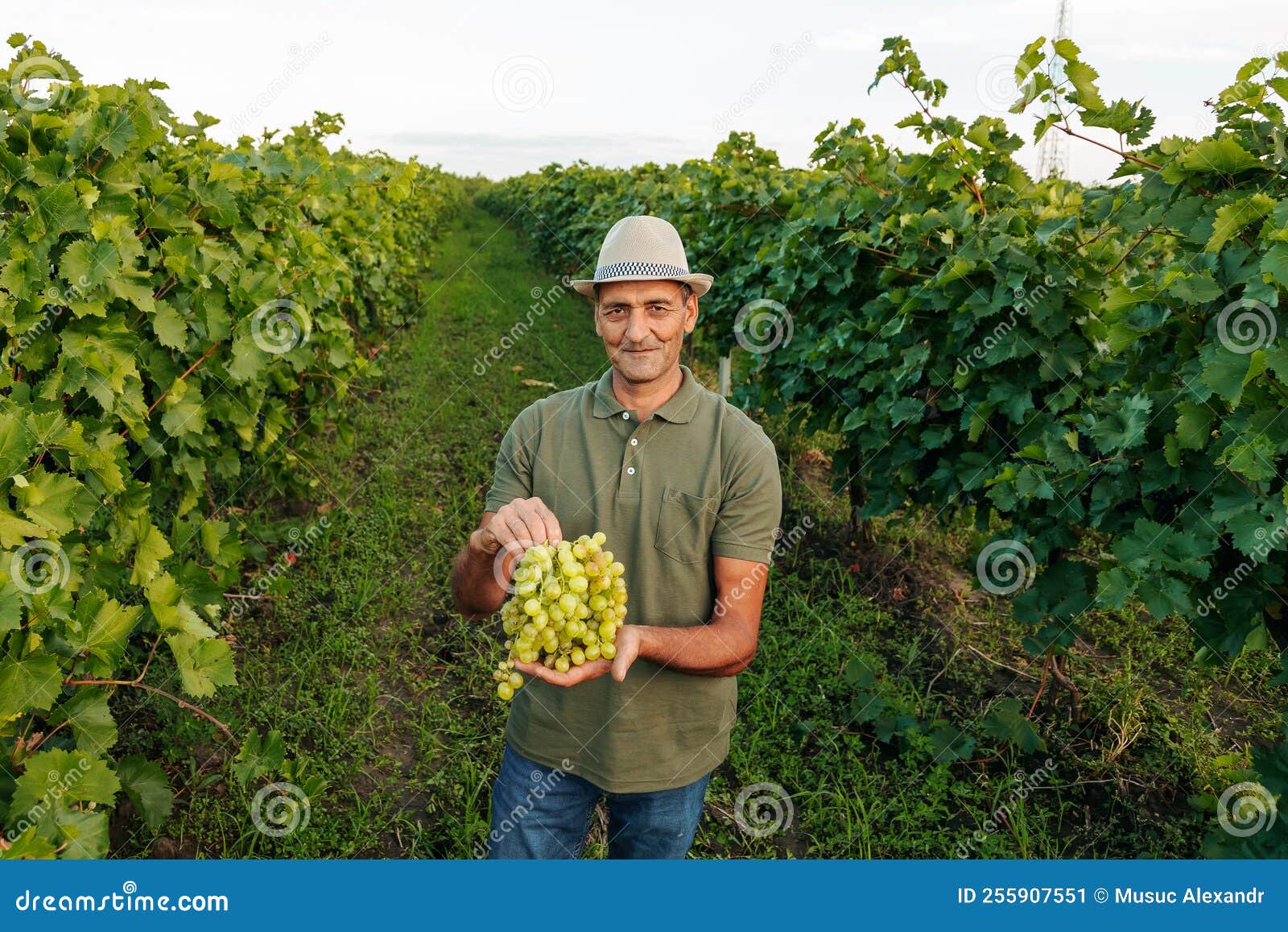 Front View Looking at Camera Winemaker Elder Farmer Man Hold a Bunch ...