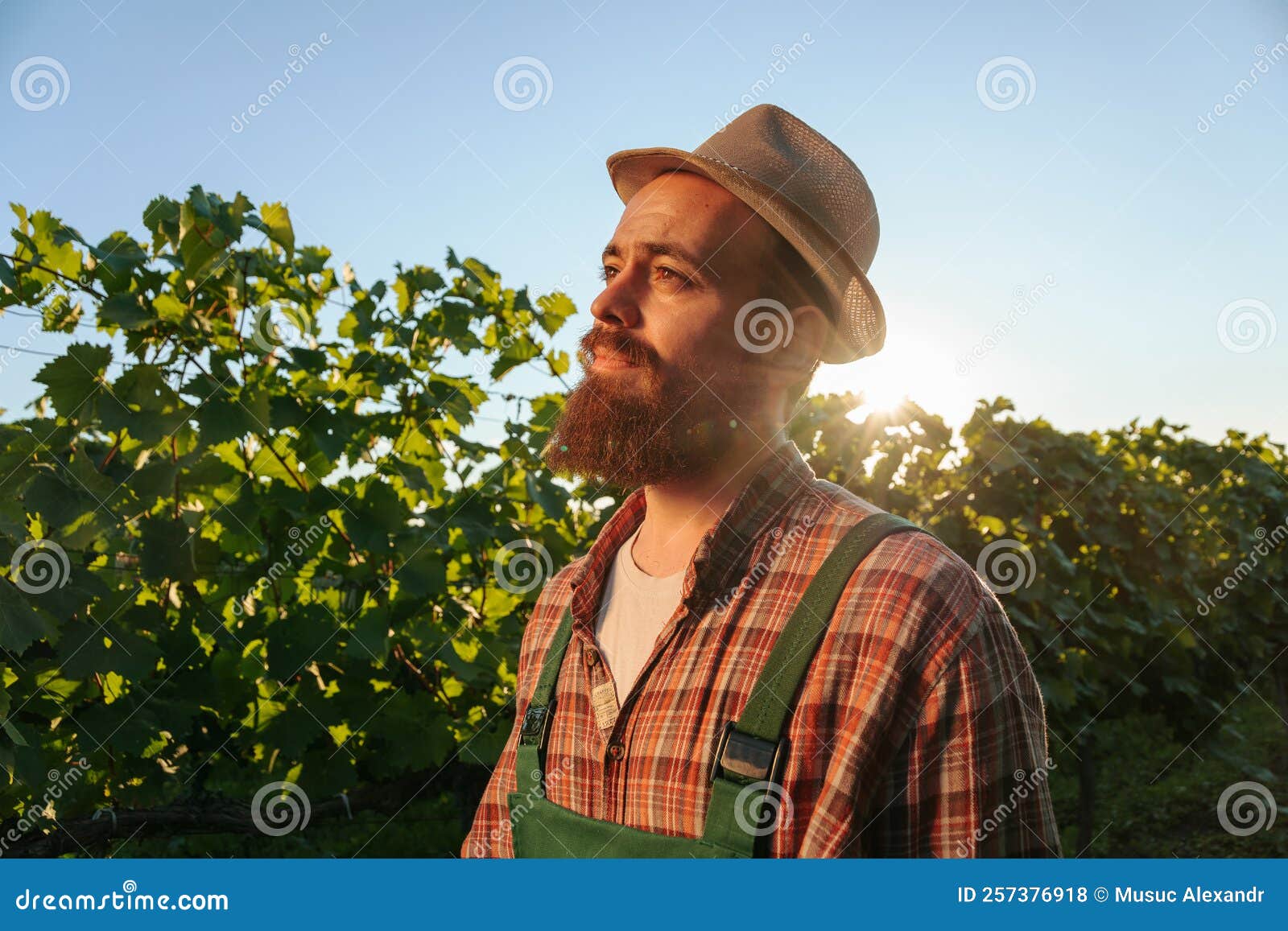 Front View Looking Distance Up Young Man Winemaker Hat Beard Enjoy Sun ...