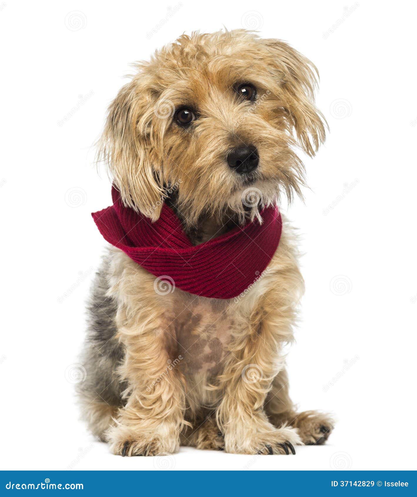 Are Sporting Lucas Terrier Noisy