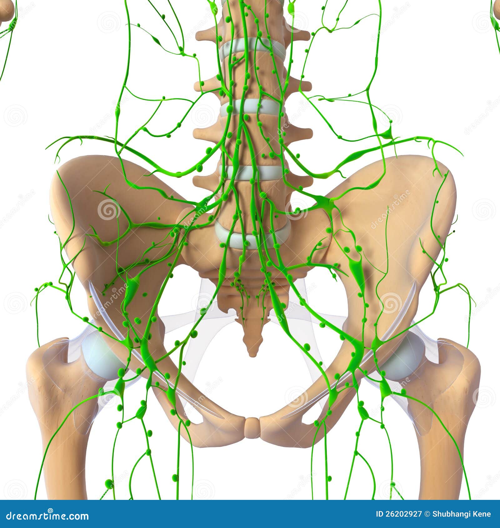 Front View Of Lymphatic System Of Skeleton Royalty-Free Illustration ...