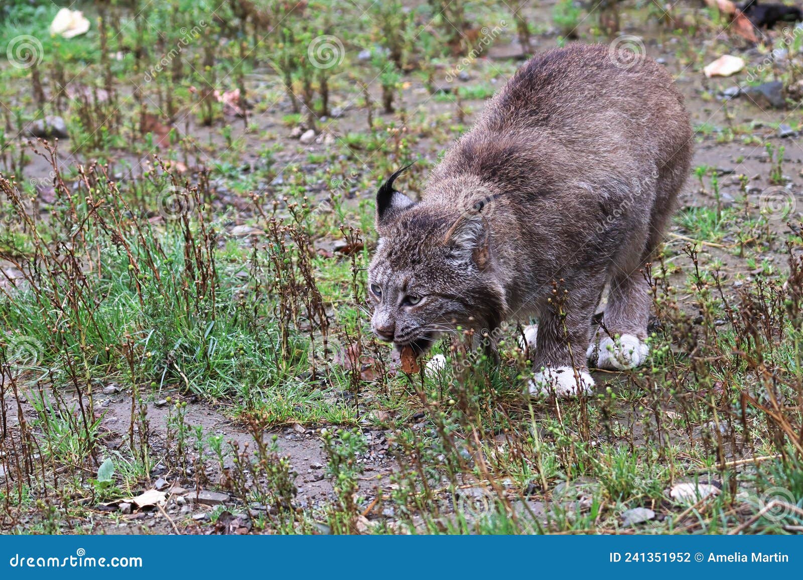 Front View of a Lynx Eating in the Grass Stock Photo - Image of canada ...