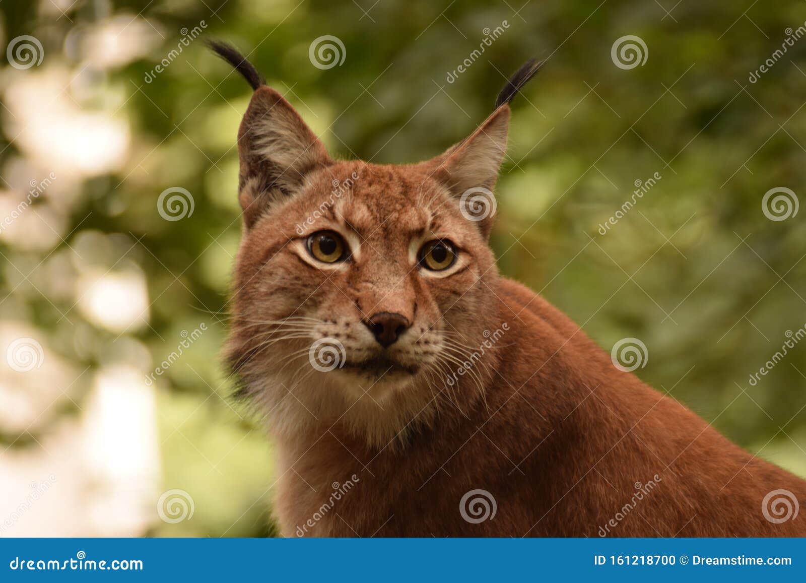 Front View of a Lynx with Yellow Eyes Stock Photo - Image of face ...