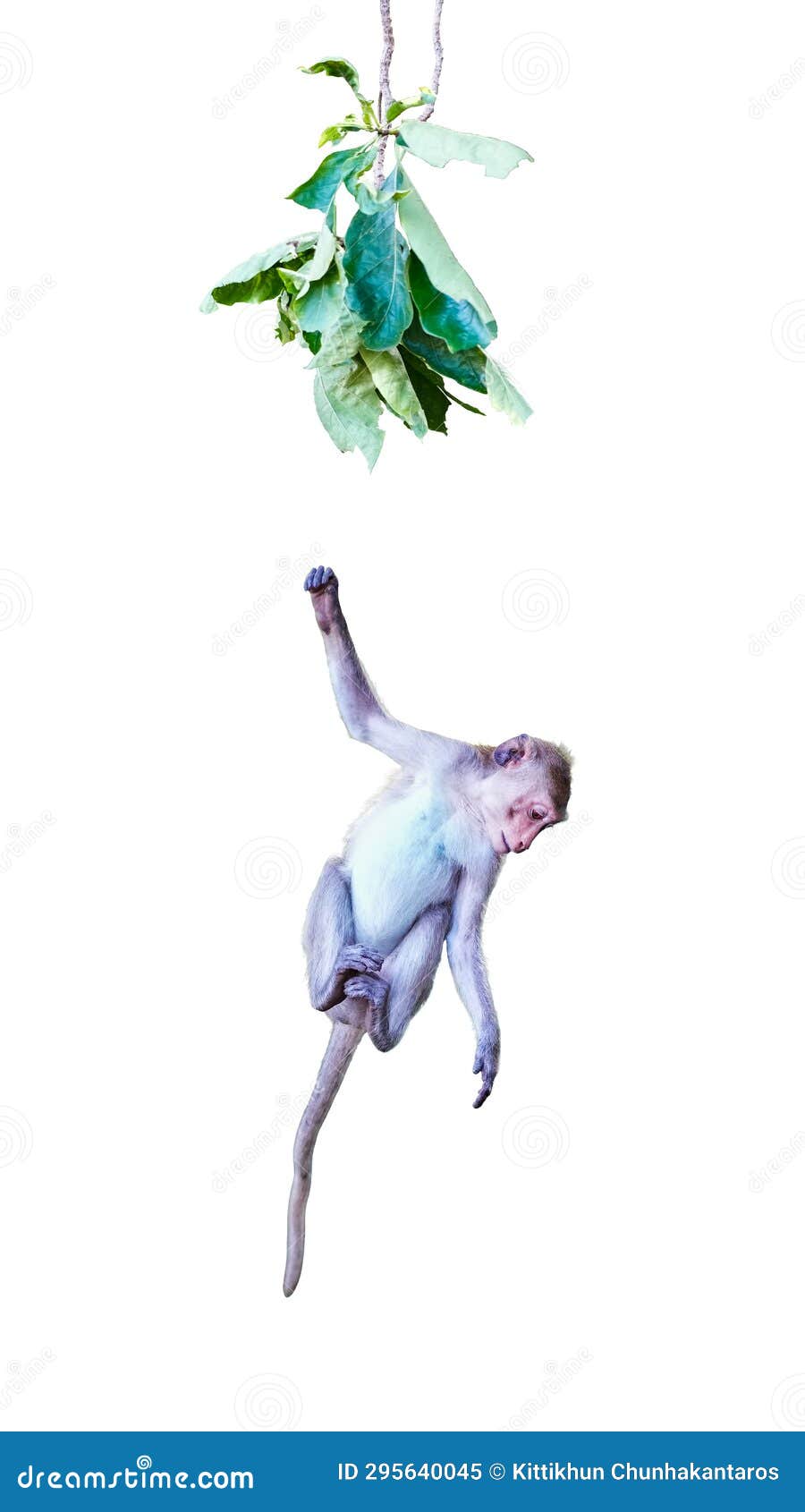 Front View of Macaca or Baby Monkey is Falling from the Tree Due To ...